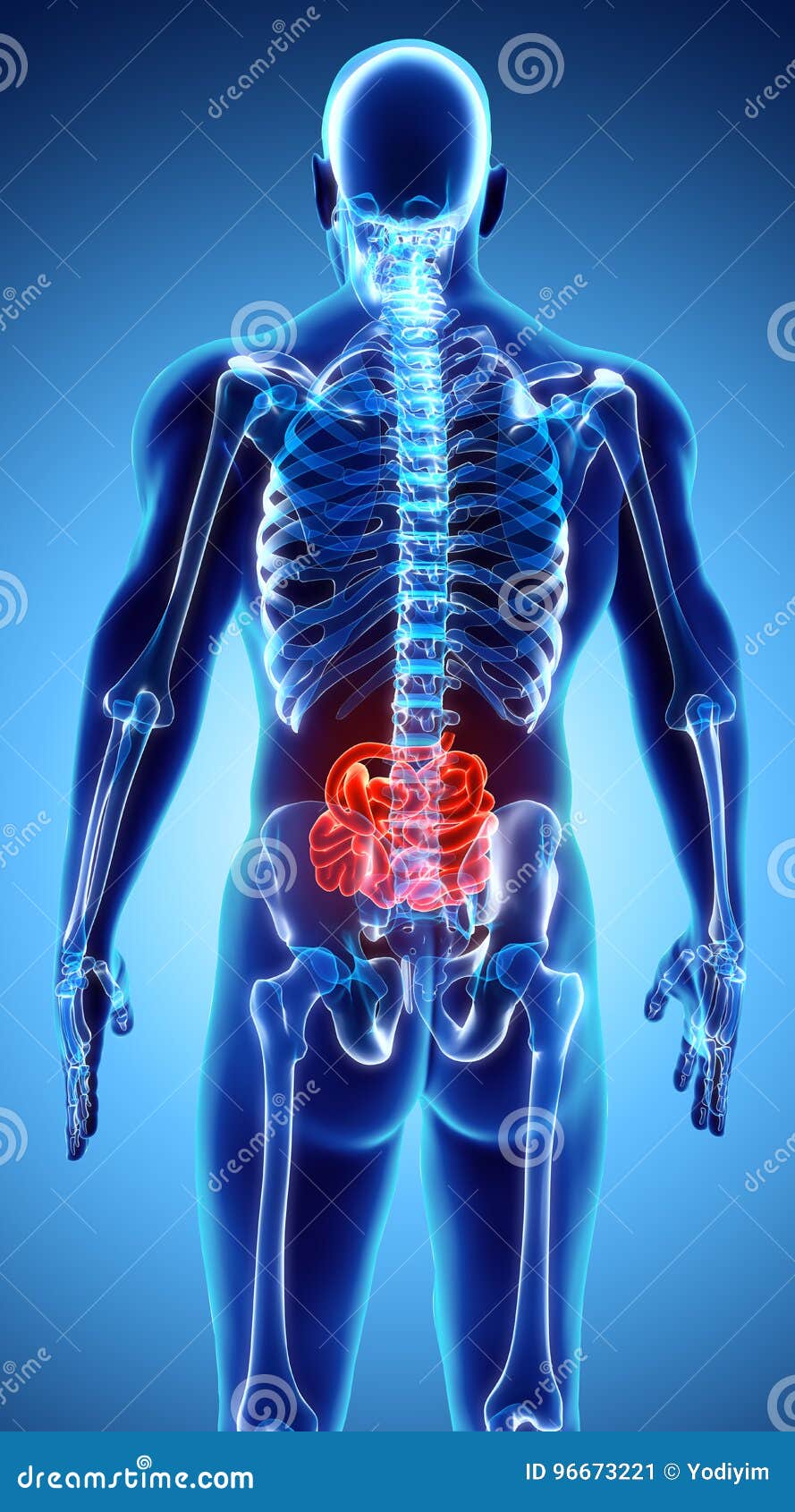3D Illustration of Small Intestine. Stock Illustration - Illustration ...