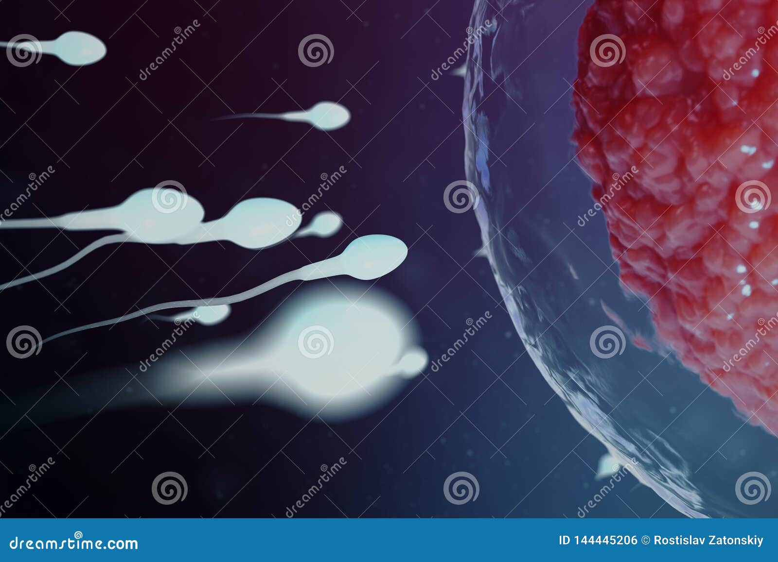 3D Illustration Sperm and Egg Cell, Ovum. Sperm Approaching Egg Cell ...