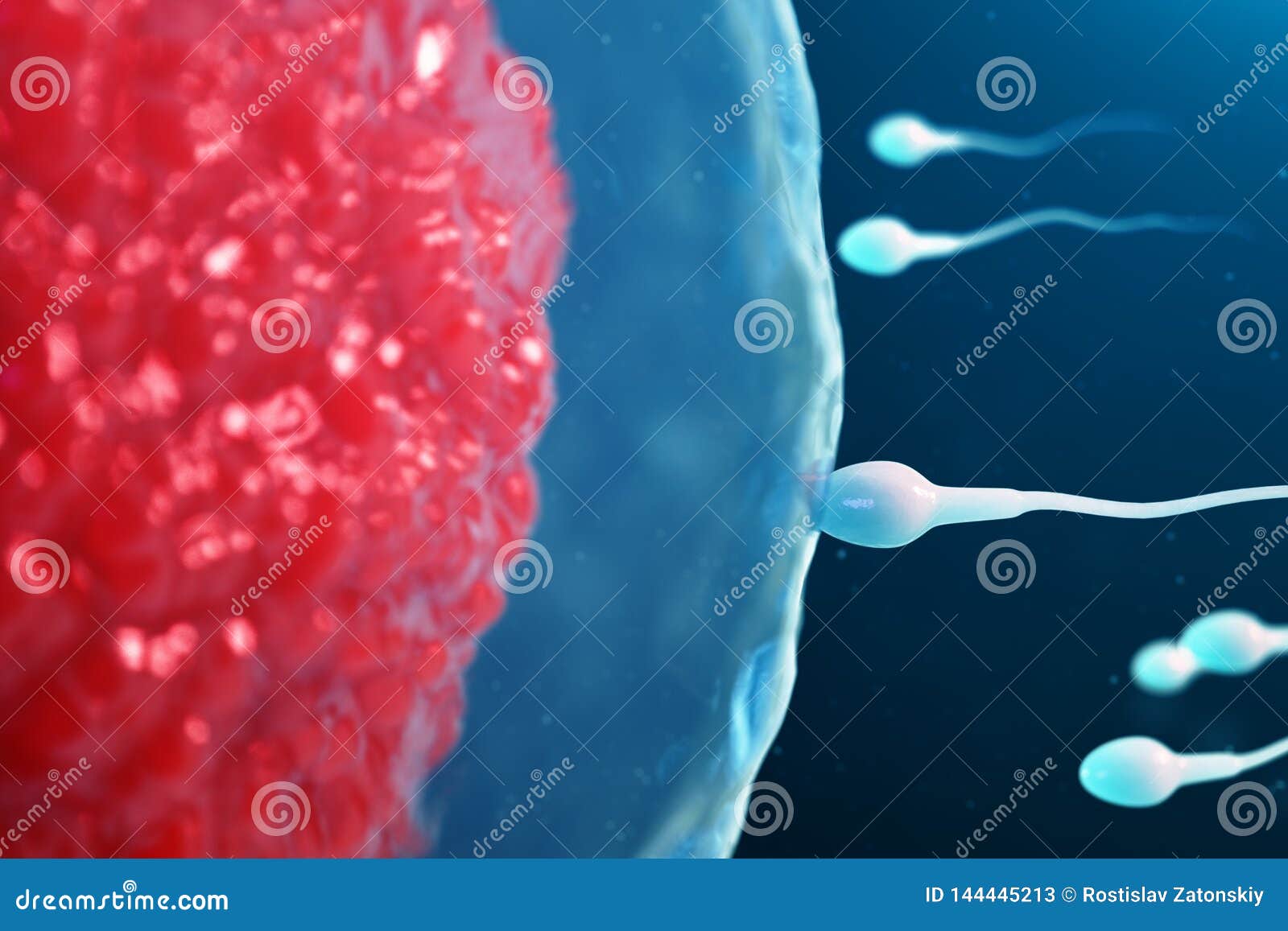 3D Illustration Sperm and Egg Cell, Ovum. Sperm Approaching Egg Cell ...