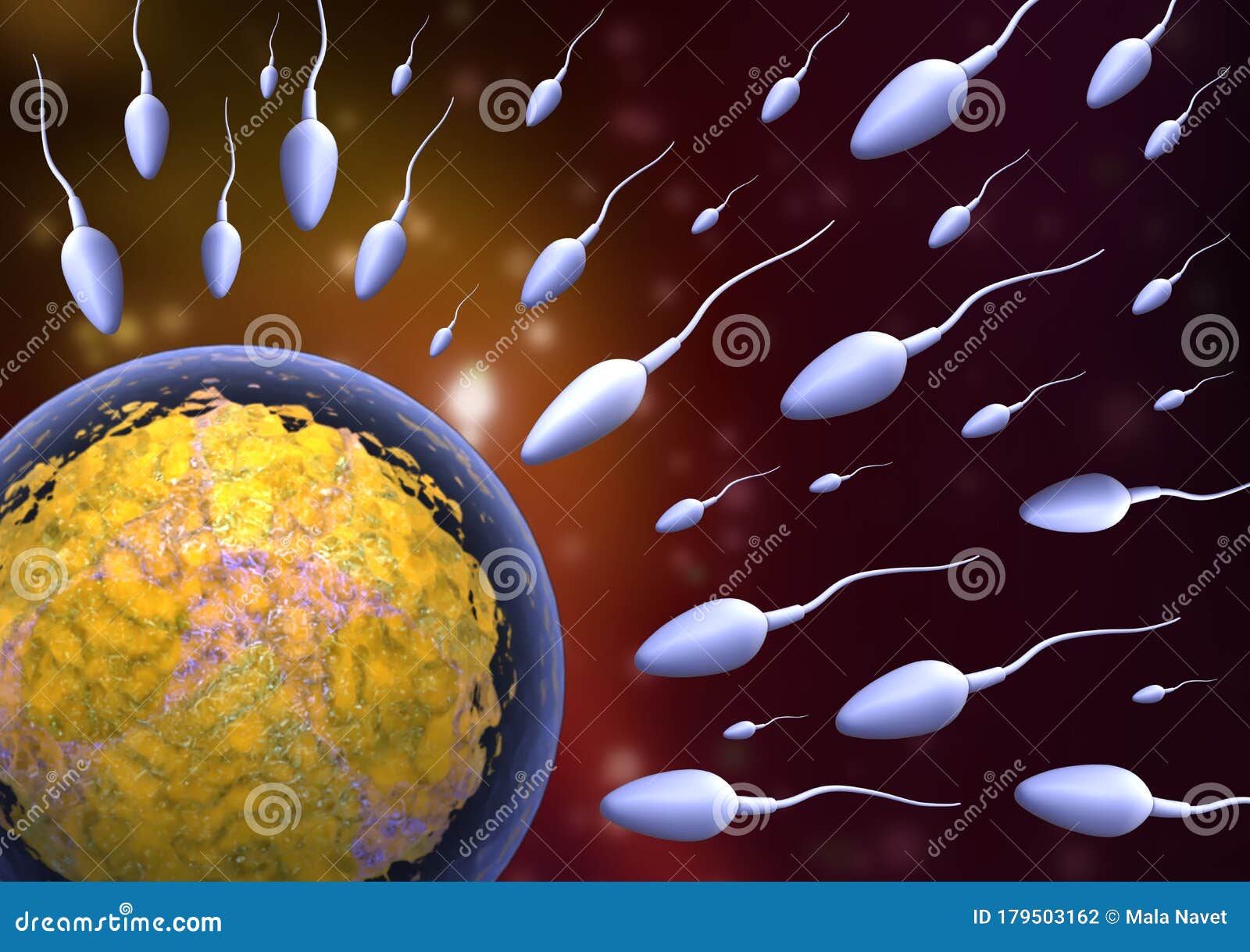 Sperm and egg. stock illustration. Illustration of fertile - 179503162