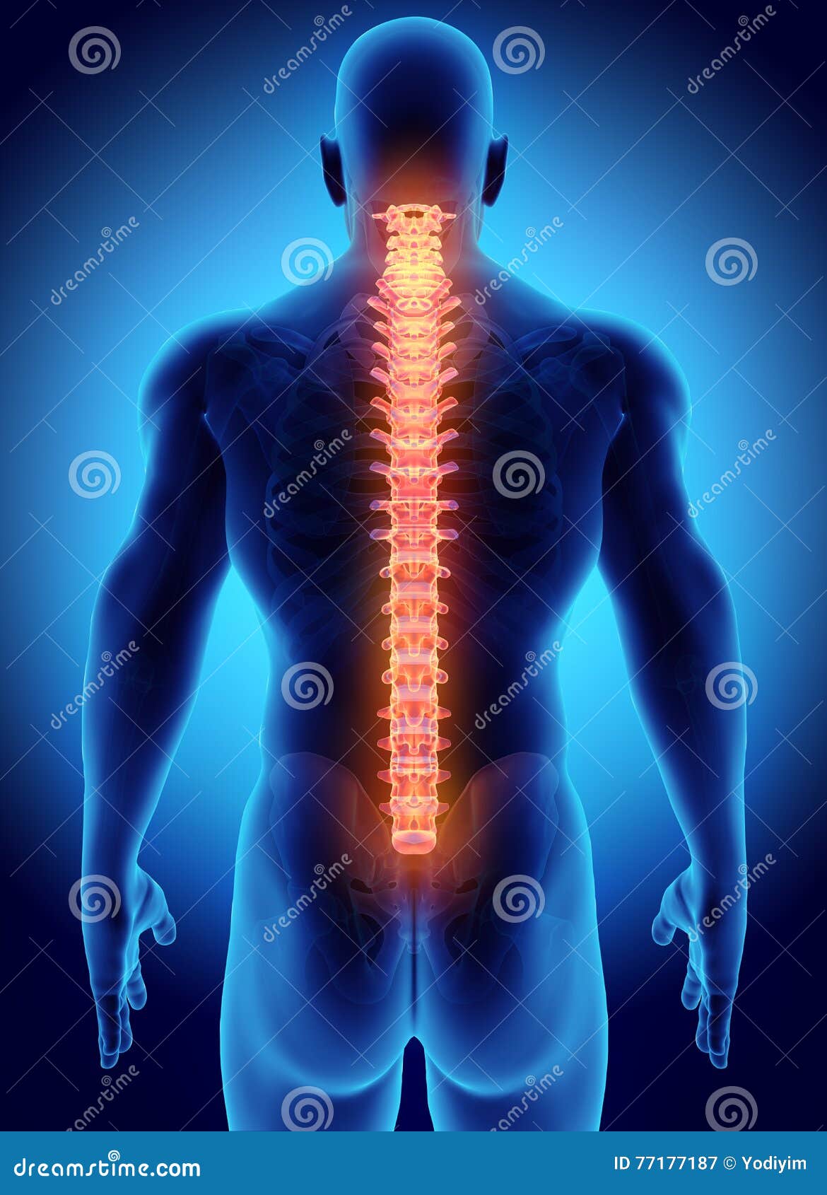 3D Illustration of Spine, Medical Concept. Stock Illustration ... 3D Illustration of Spine, Medical Concept. Stock Illustration ...