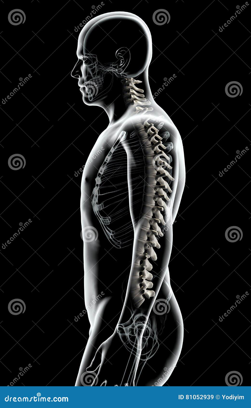 3D Illustration of Spine, Medical Concept. Stock Illustration ... 3D Illustration of Spine, Medical Concept. Stock Illustration ...