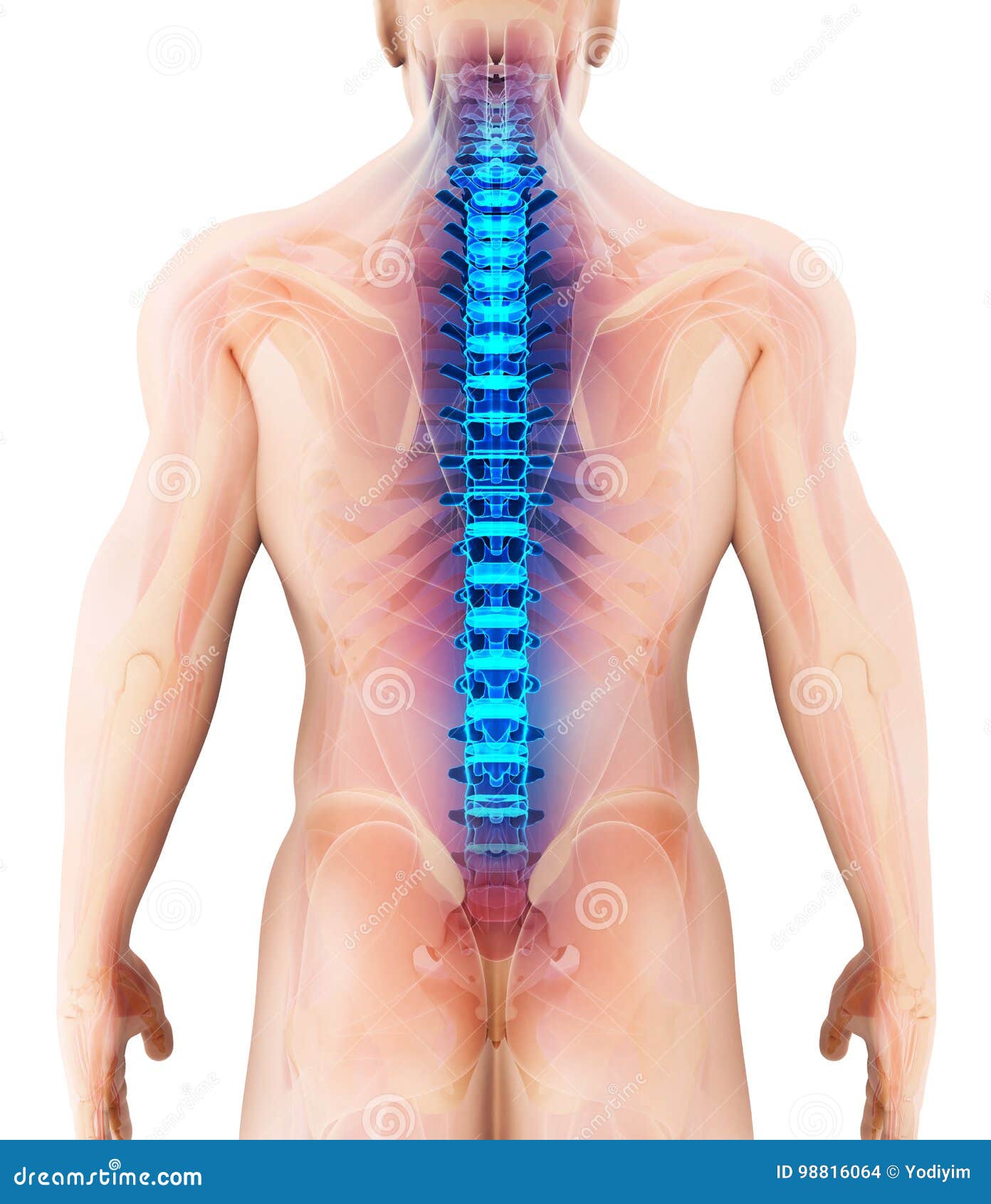 3D Illustration of Spine, Medical Concept. Stock Illustration ... 3D Illustration of Spine, Medical Concept. Stock Illustration ...