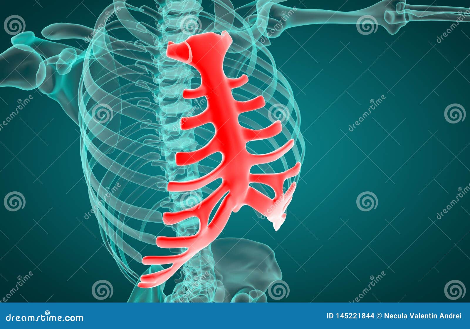 3D Illustration of Sternum, Medical Concept Stock Illustration ...