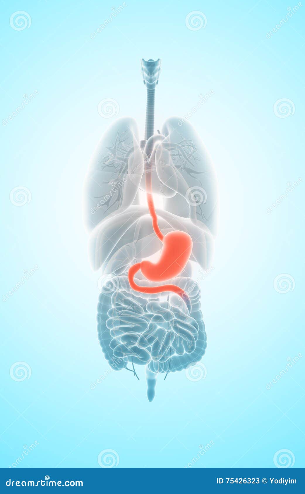 3D Illustration of Stomach. Stock Illustration - Illustration of food ...
