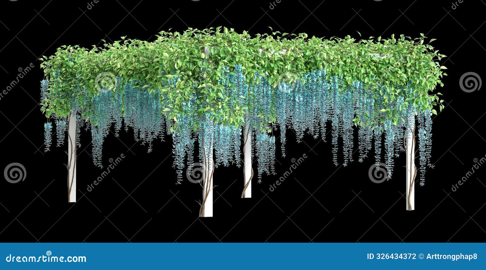 3d Illustration of Strongylodon Macrobotrys Creeper Isolated on Black ...