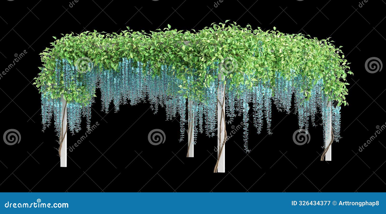 3d Illustration Of Strongylodon Macrobotrys Creeper Isolated On Black ...