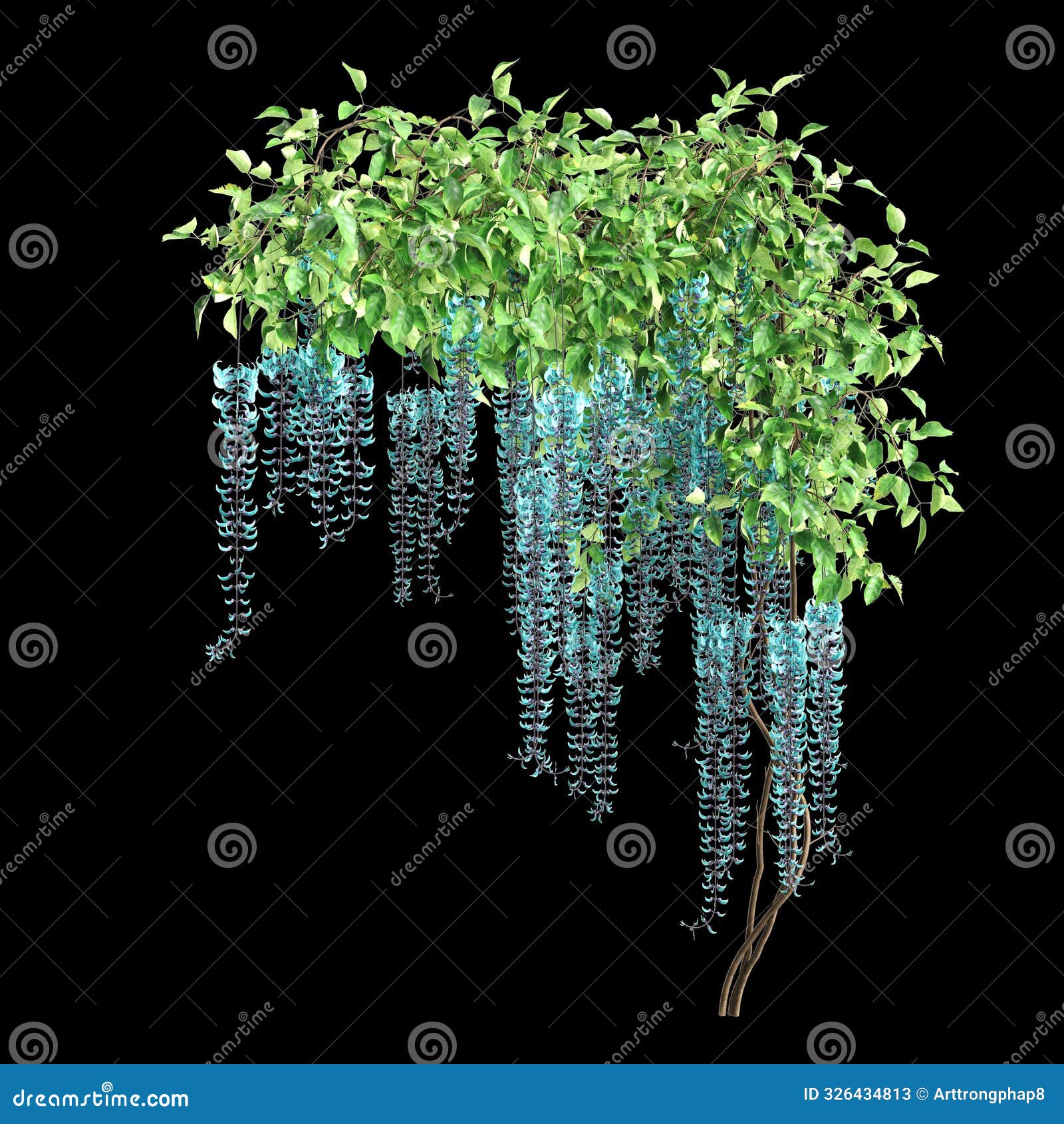 3d Illustration of Strongylodon Macrobotrys Creeper Isolated on Black ...