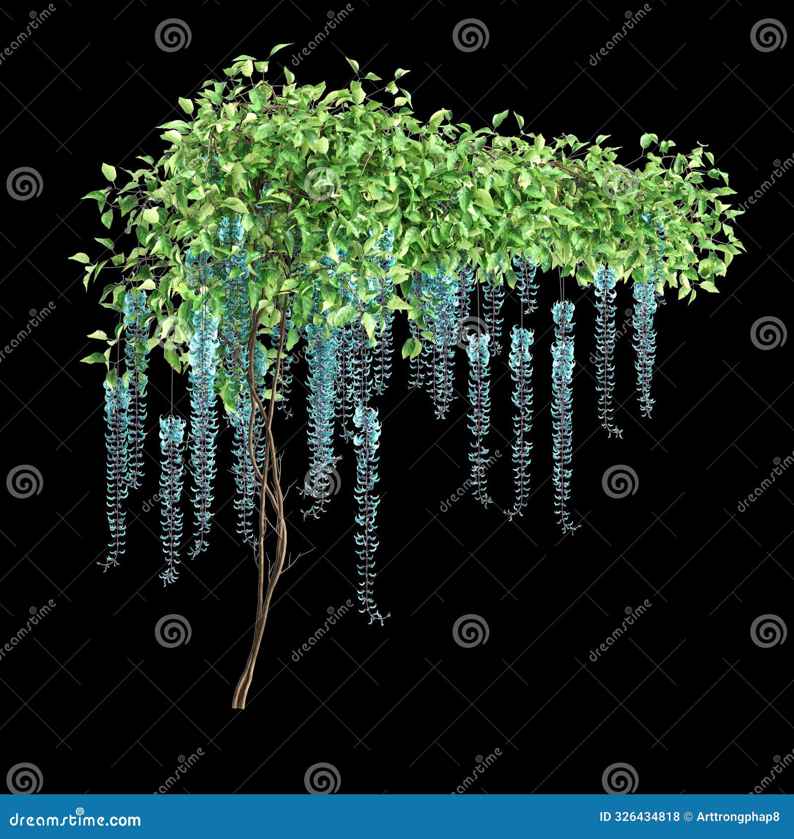 3d Illustration of Strongylodon Macrobotrys Creeper Isolated on Black ...