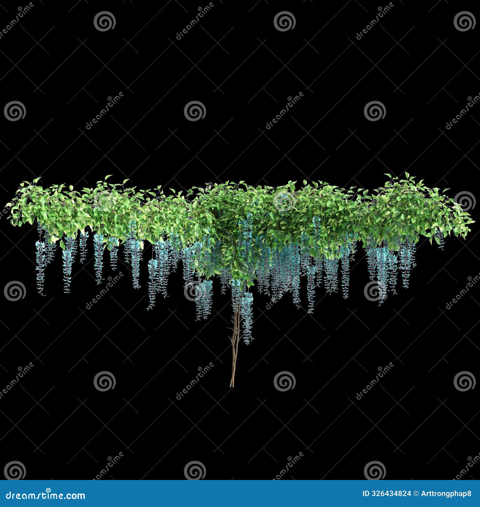 3d Illustration Of Strongylodon Macrobotrys Creeper Isolated On Black ...