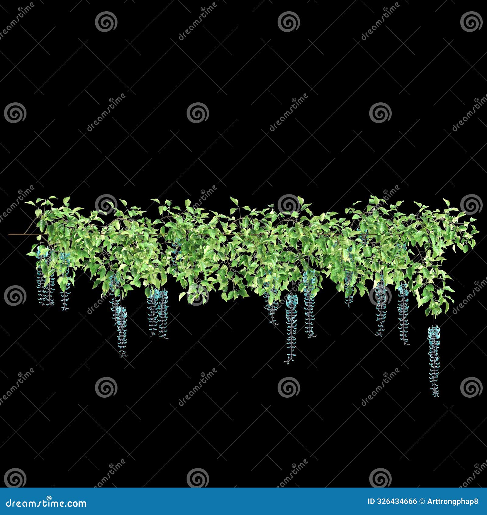 3d Illustration Of Strongylodon Macrobotrys Creeper Isolated On Black ...