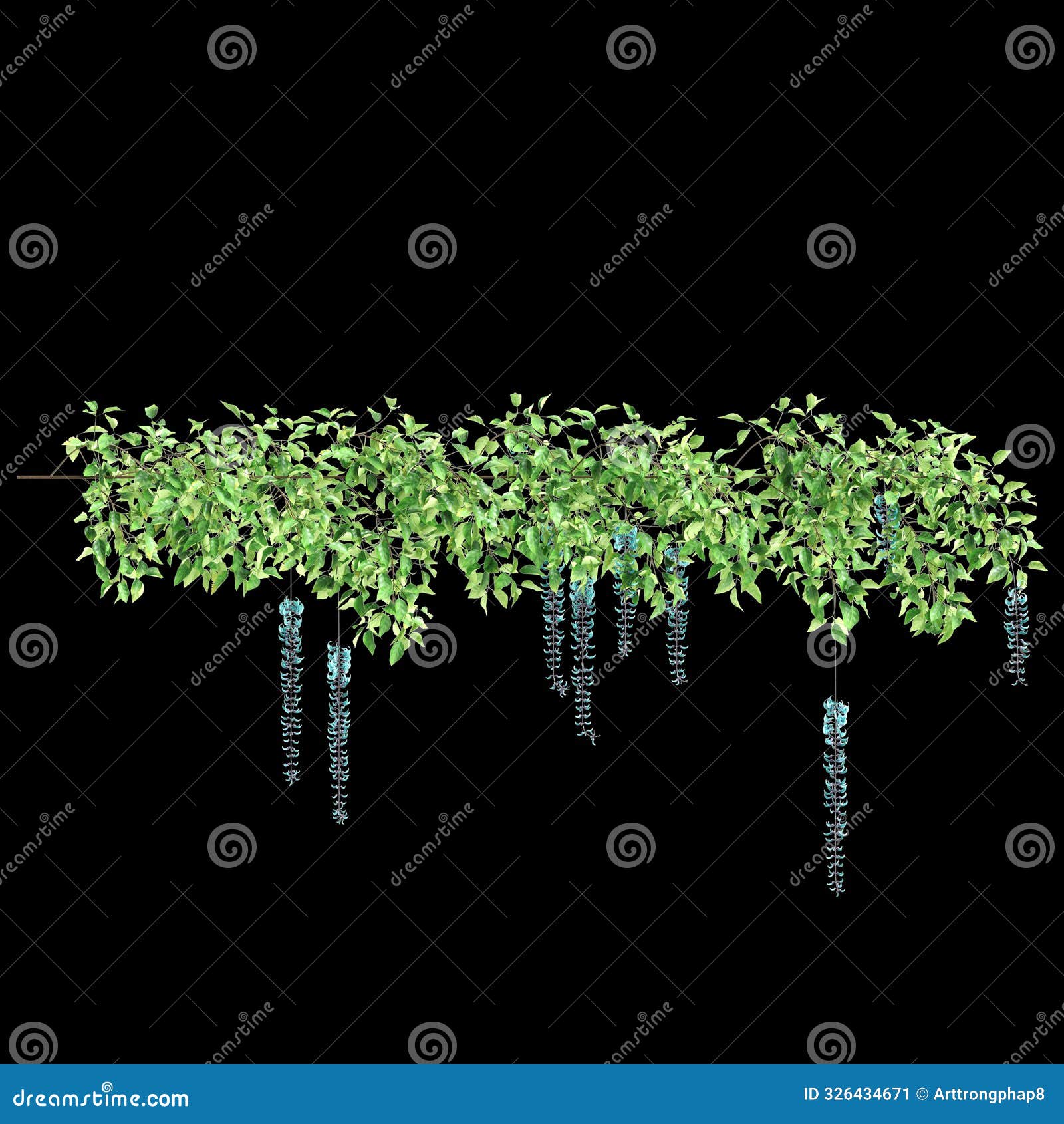 3d Illustration Of Strongylodon Macrobotrys Creeper Isolated On Black ...