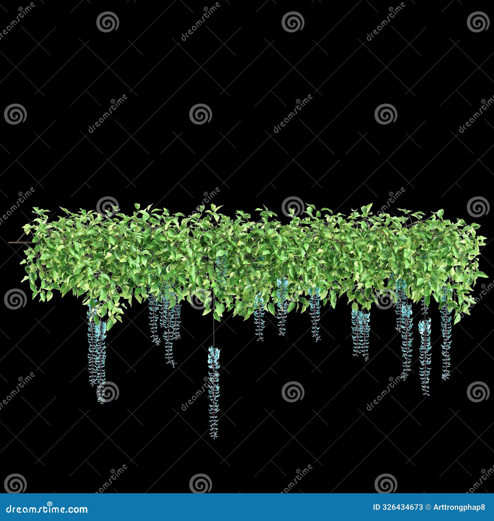 3d Illustration Of Strongylodon Macrobotrys Creeper Isolated On Black ...