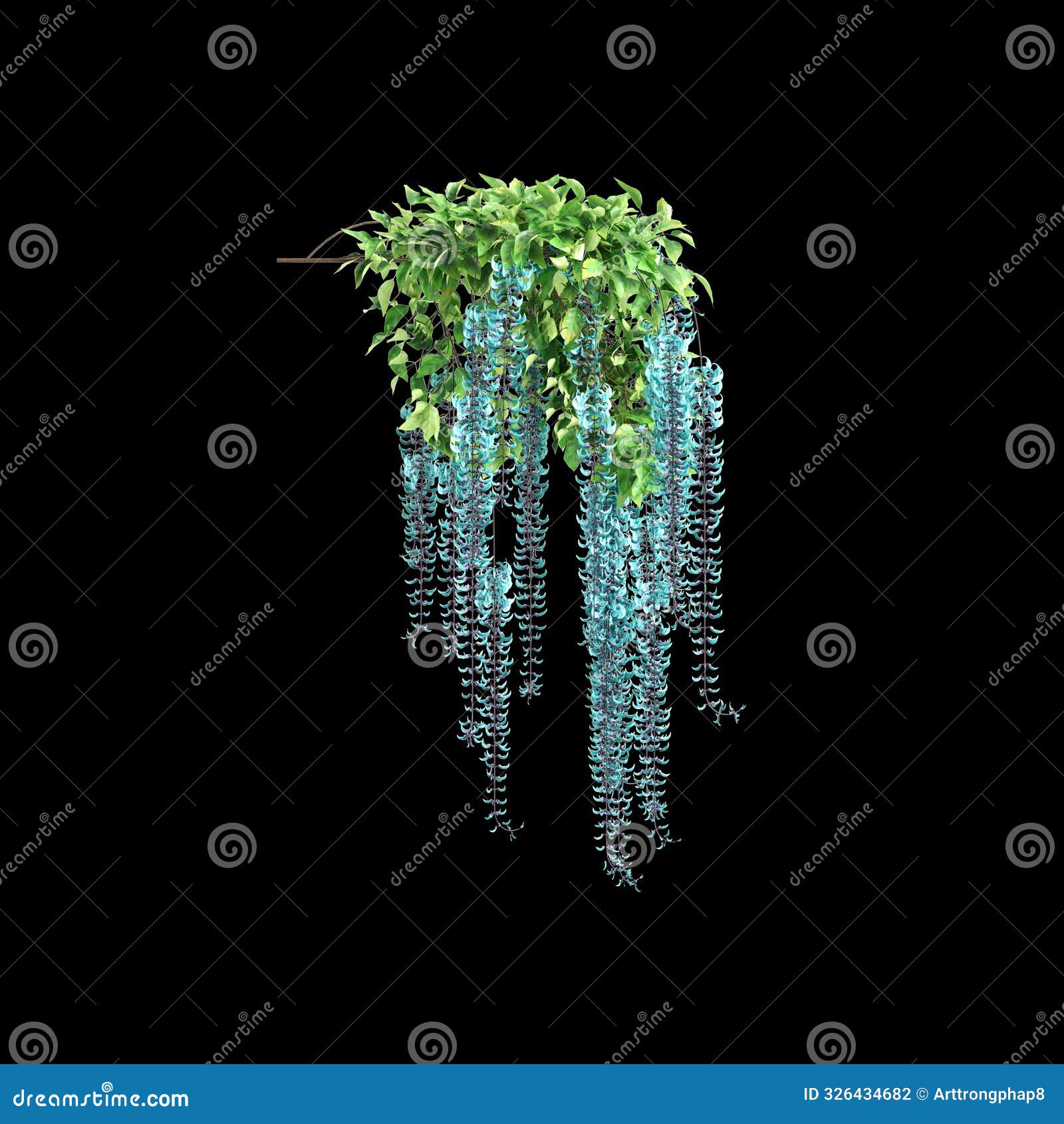3d Illustration Of Strongylodon Macrobotrys Creeper Isolated On Black ...