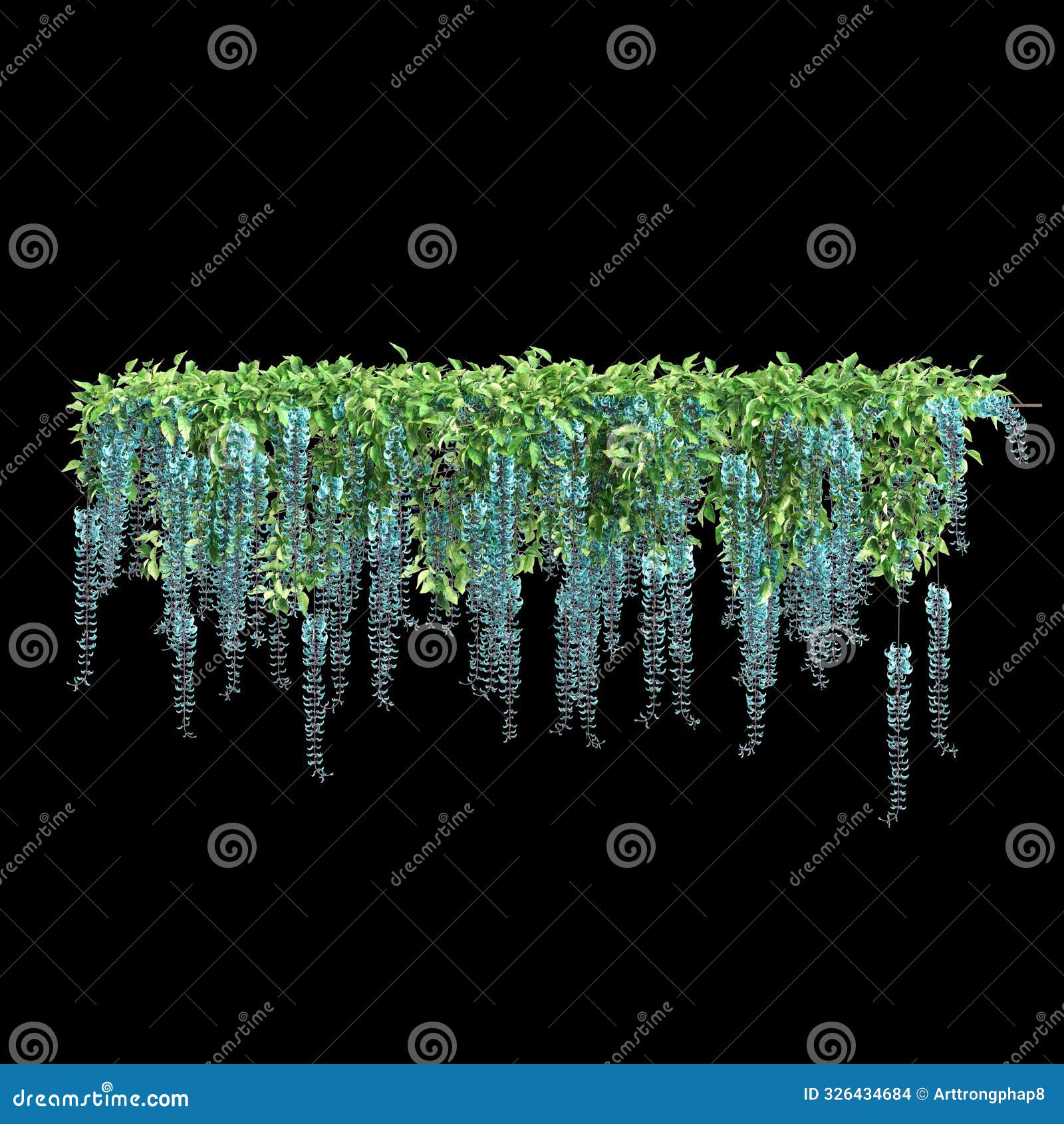 3d Illustration Of Strongylodon Macrobotrys Creeper Isolated On Black ...