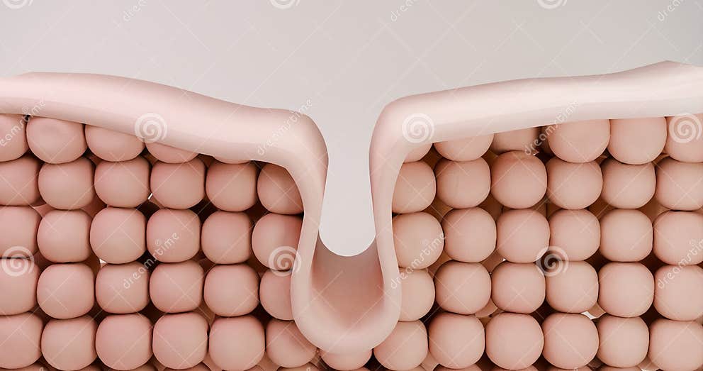 3D Illustration of Stylized Skin with an Open Slit Pore Rows of Beige ...