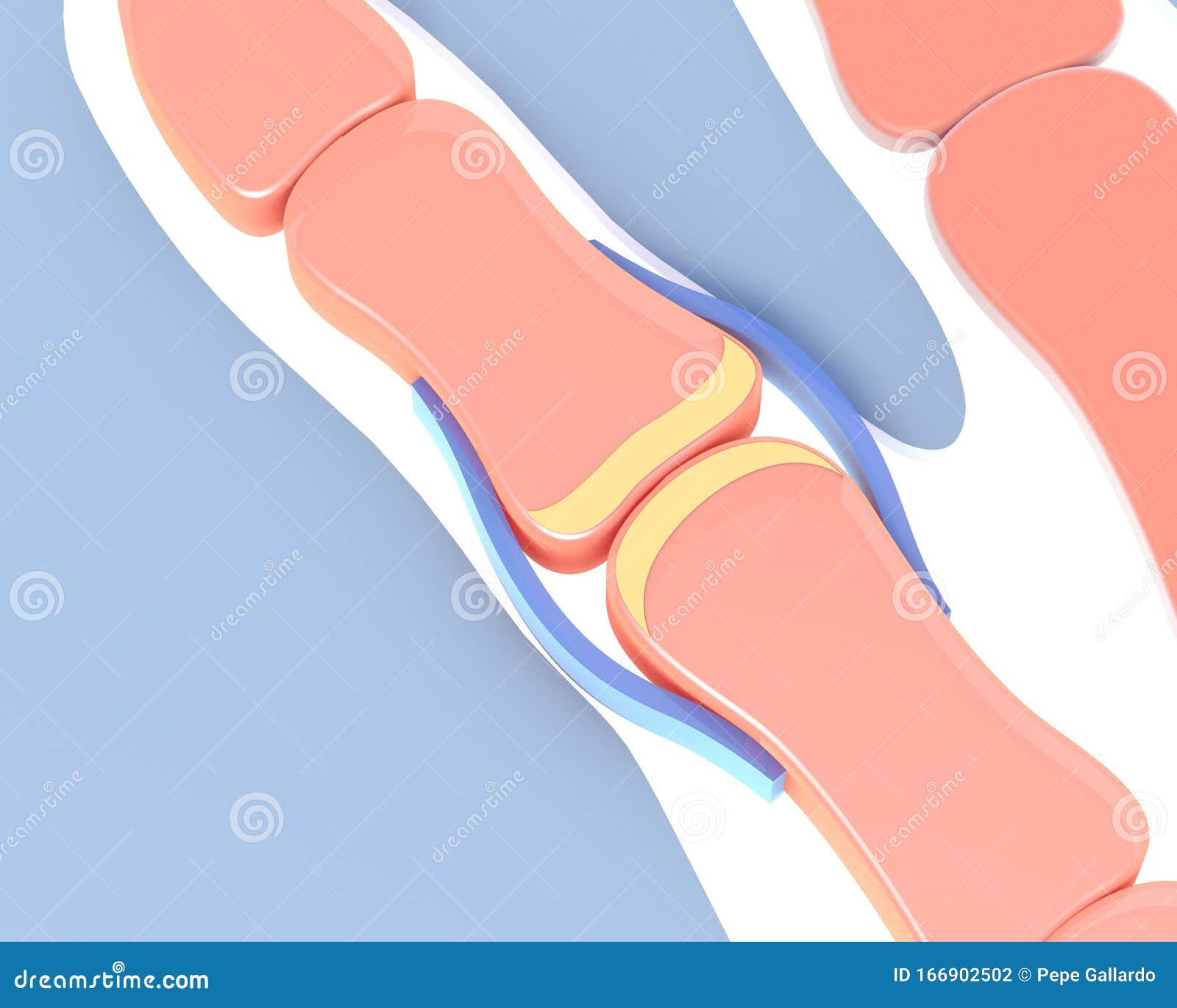 Synovial Joint Diagram Labeled Cartoon Vector | CartoonDealer.com #39898469 Synovial Joint Diagram Labeled Cartoon Vector | CartoonDealer.com #39898469