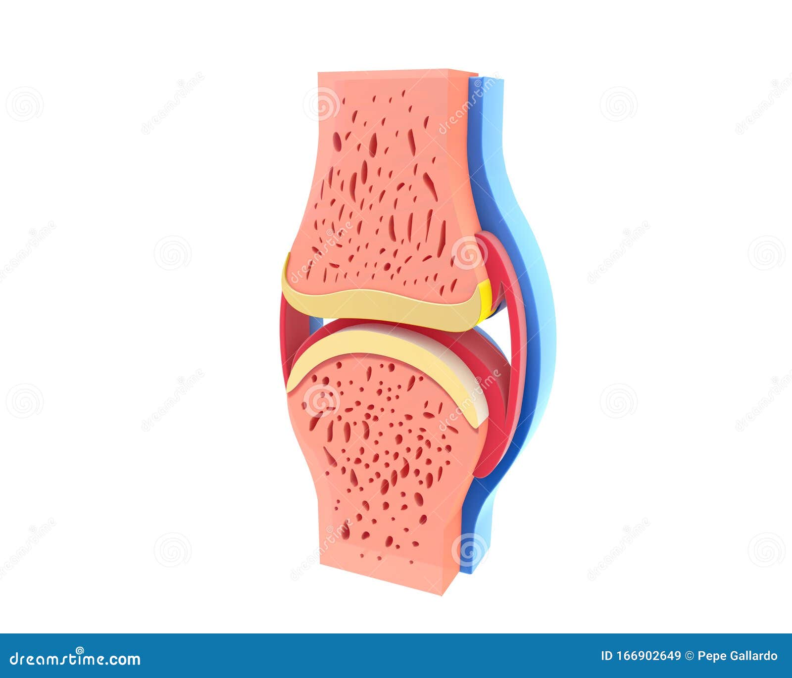 Synovial Joint Diagram Labeled Cartoon Vector | CartoonDealer.com #39898469 Synovial Joint Diagram Labeled Cartoon Vector | CartoonDealer.com #39898469