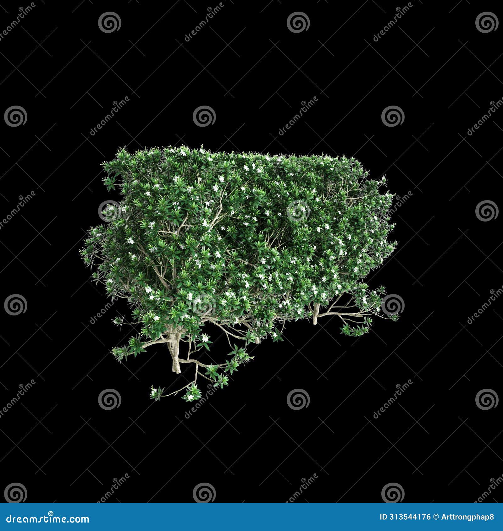 3d Illustration of Tabernaemontana Divaricata Treeline Isolated on ...