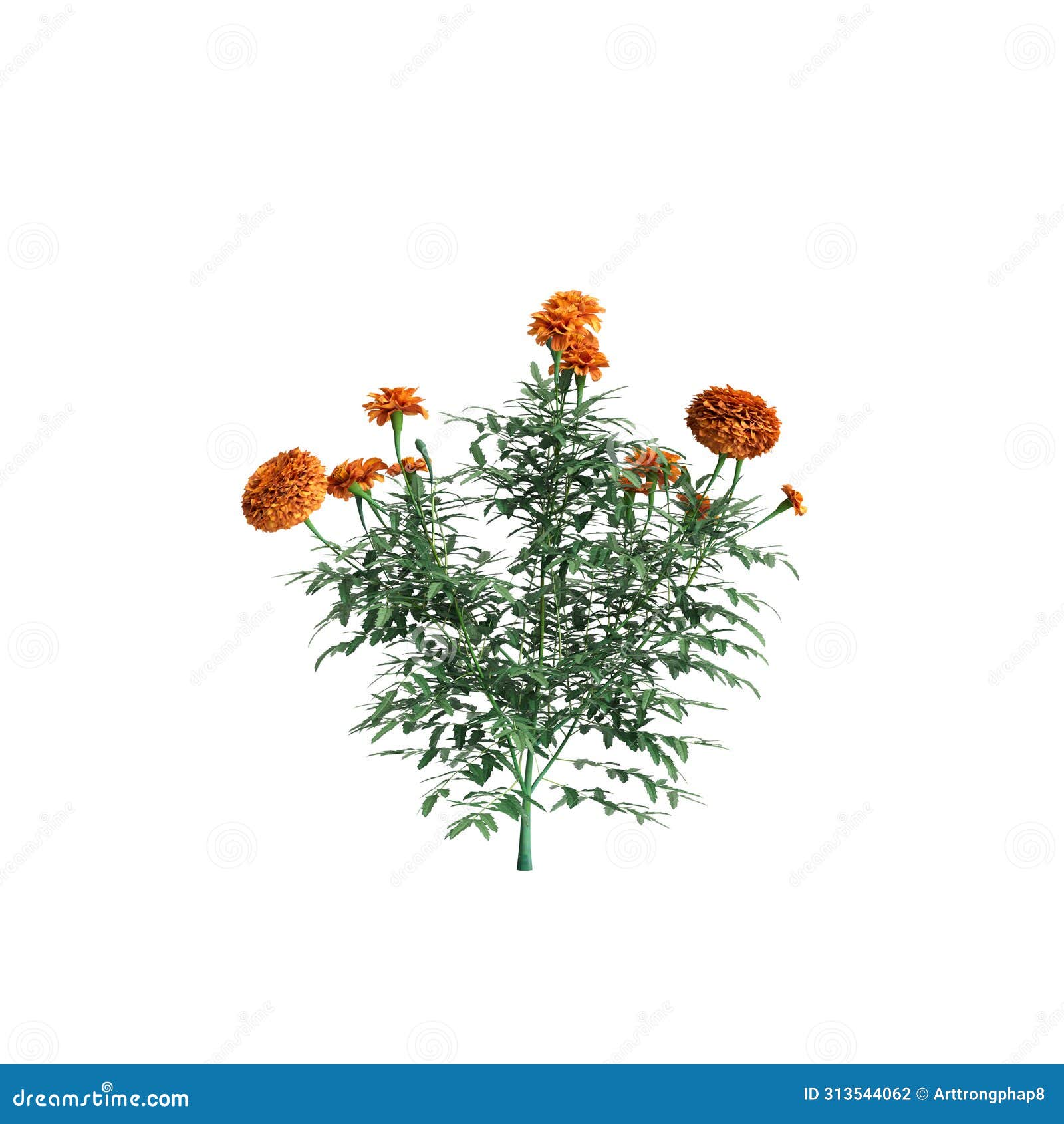 3d Illustration of Tagetes Erecta Bush Isolated on White Background ...