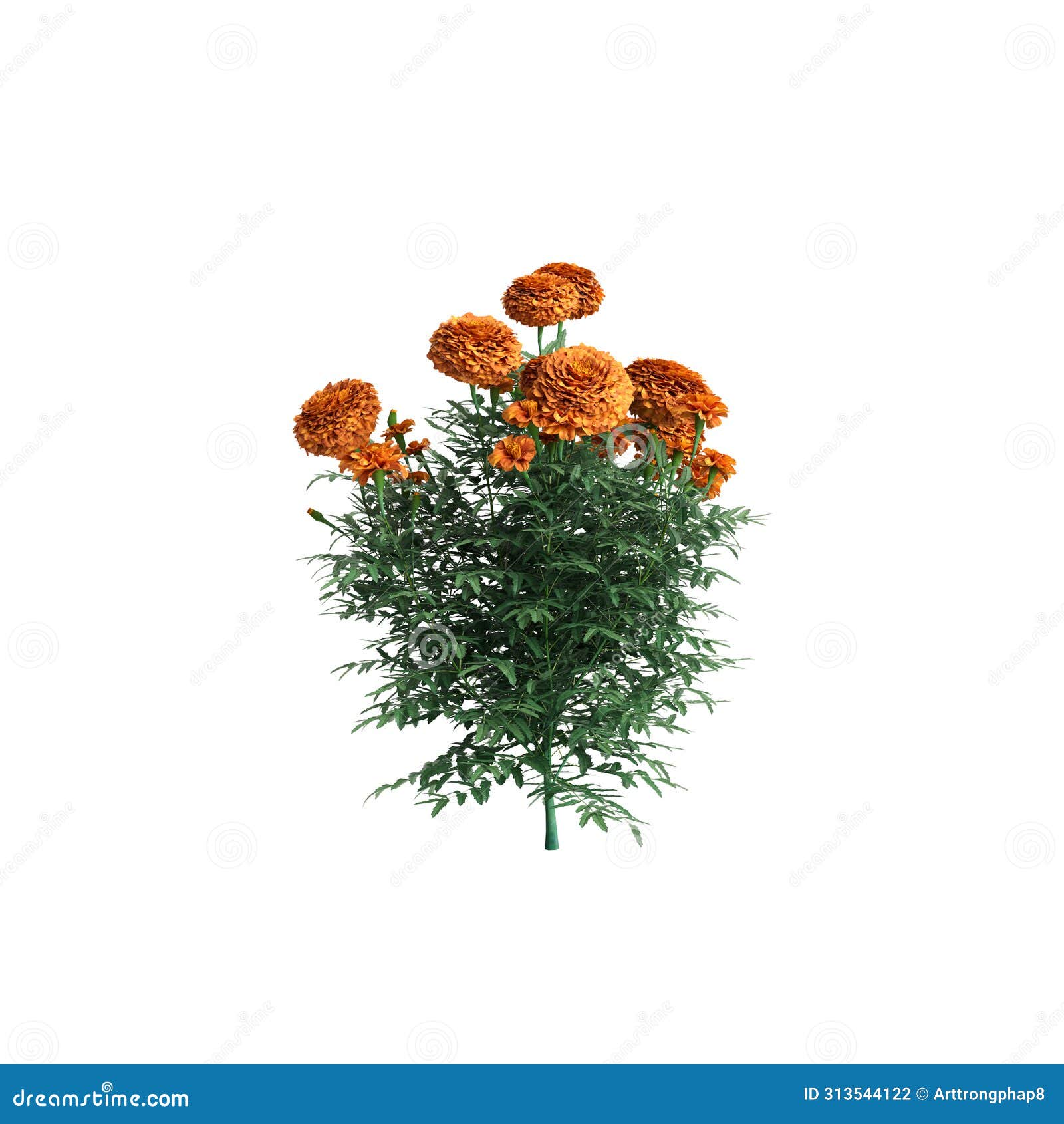 3d Illustration of Tagetes Erecta Bush Isolated on White Background ...