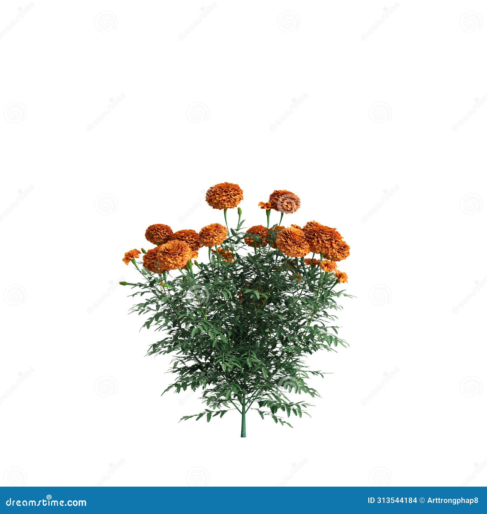 3d Illustration Of Tagetes Erecta Bush Isolated On White Background ...