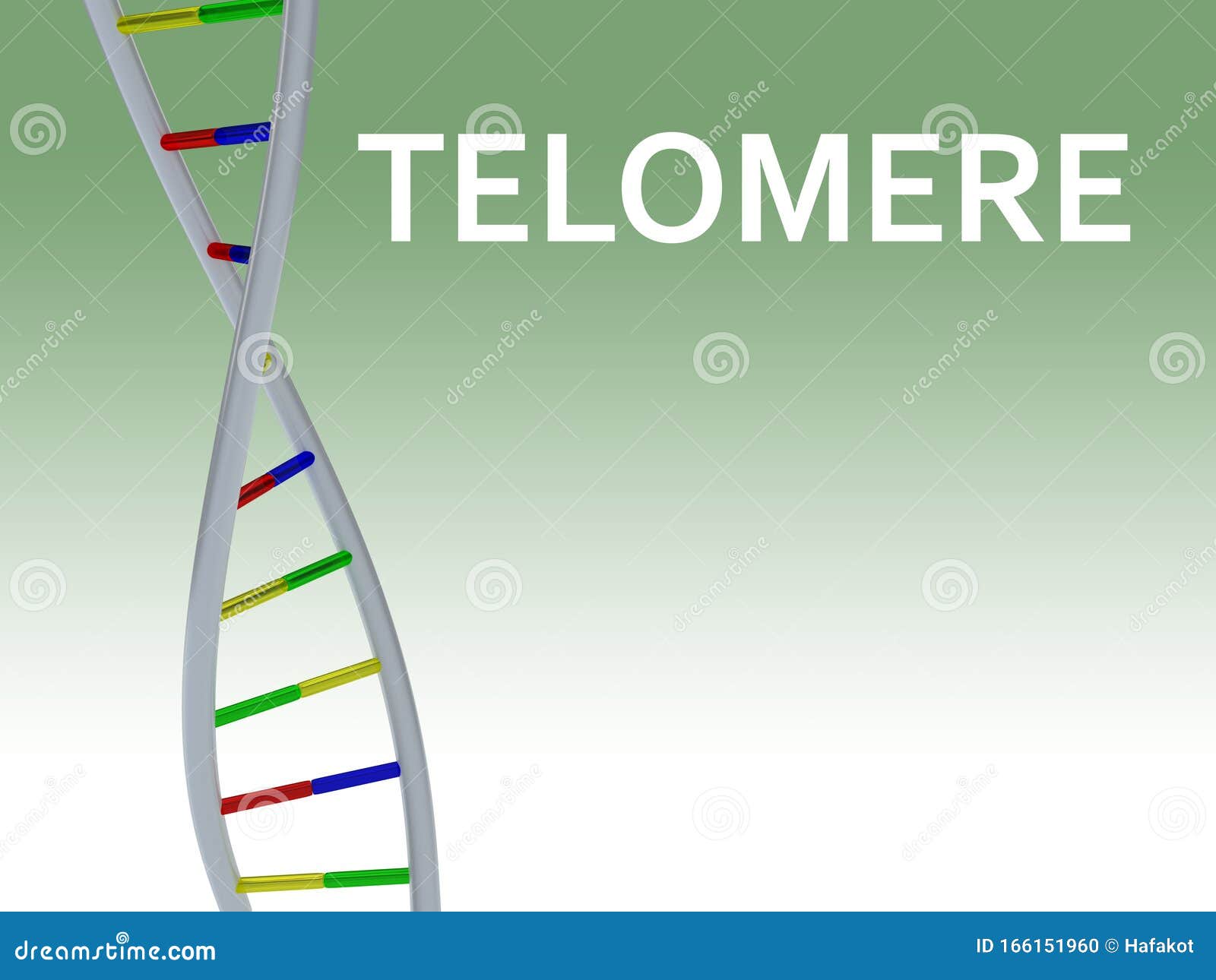 TELOMERE - genetic concept stock illustration. Illustration of ...