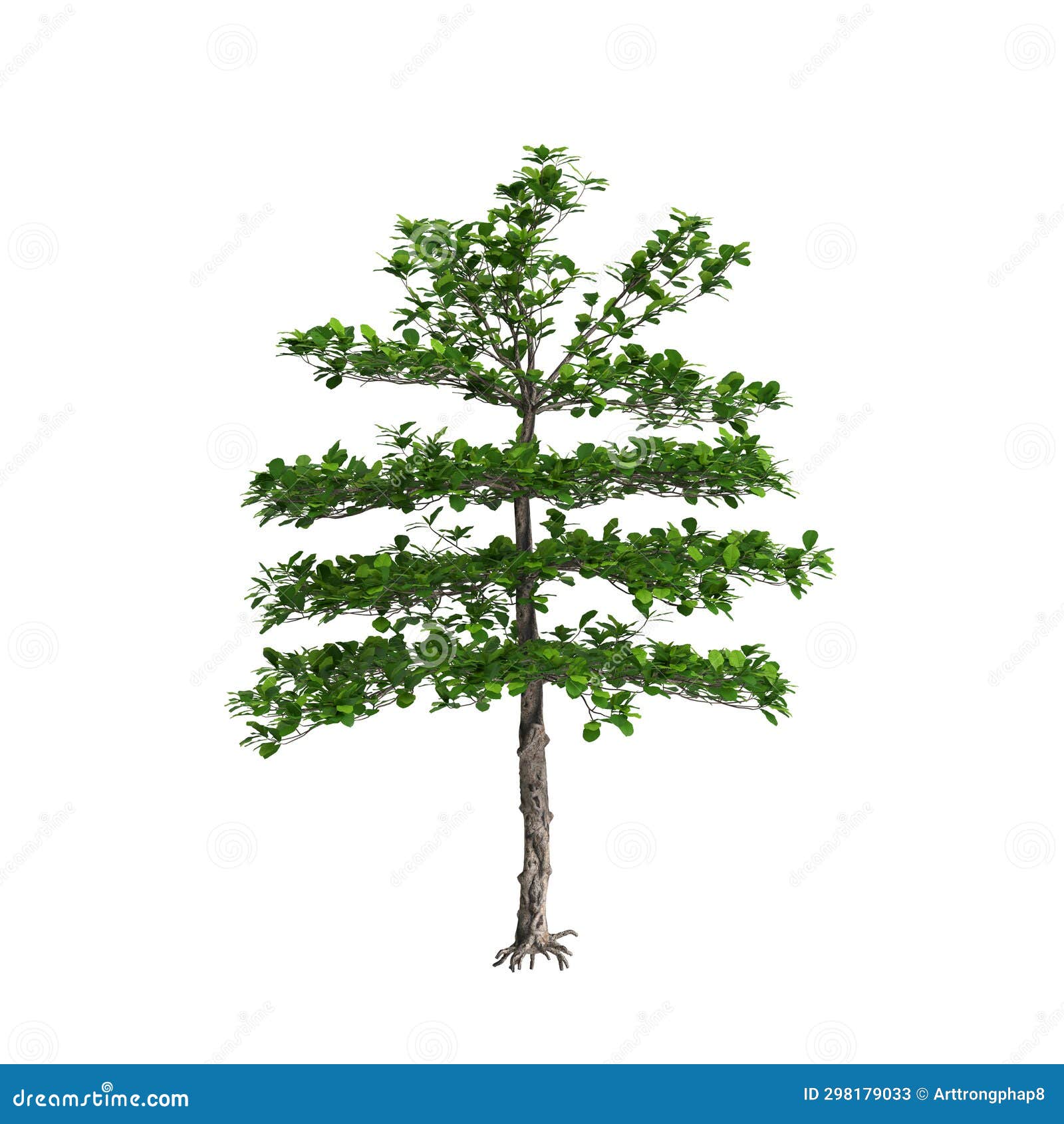 3d Illustration Of Terminalia Catappa Tree Isolated On White Background ...
