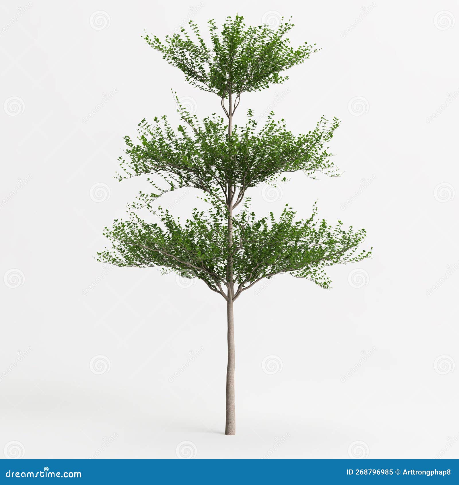 3d Illustration of Terminalia Mantaly Tree Isolated on White Background ...