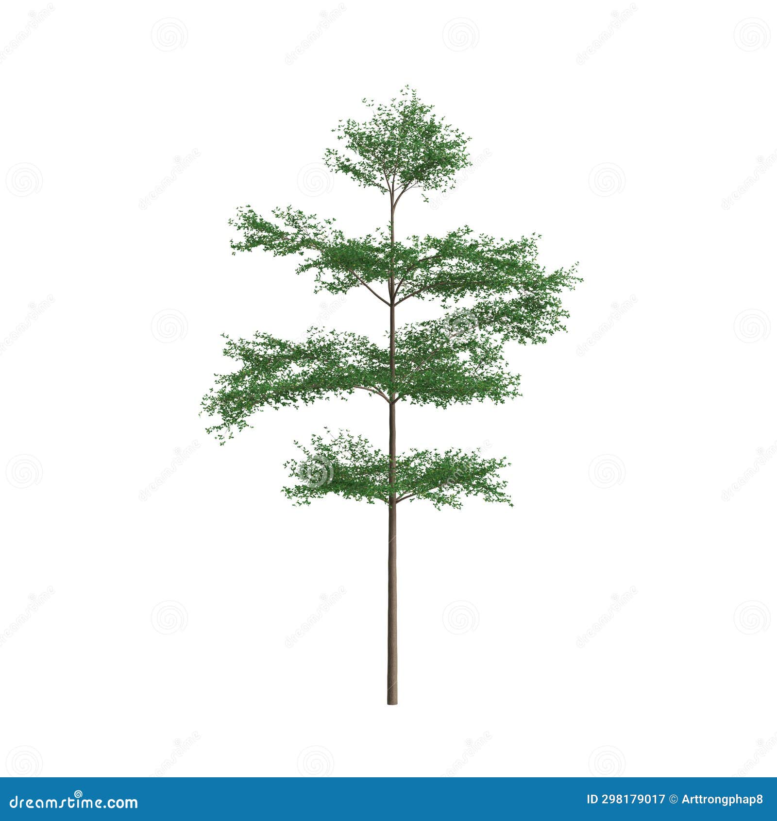 3d Illustration of Terminalia Mantaly Tree Isolated on White Background ...