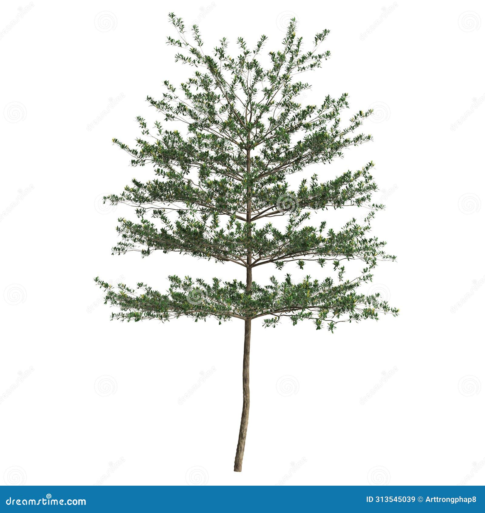3d Illustration of Terminalia Mantaly Tree Isolated on White Background ...