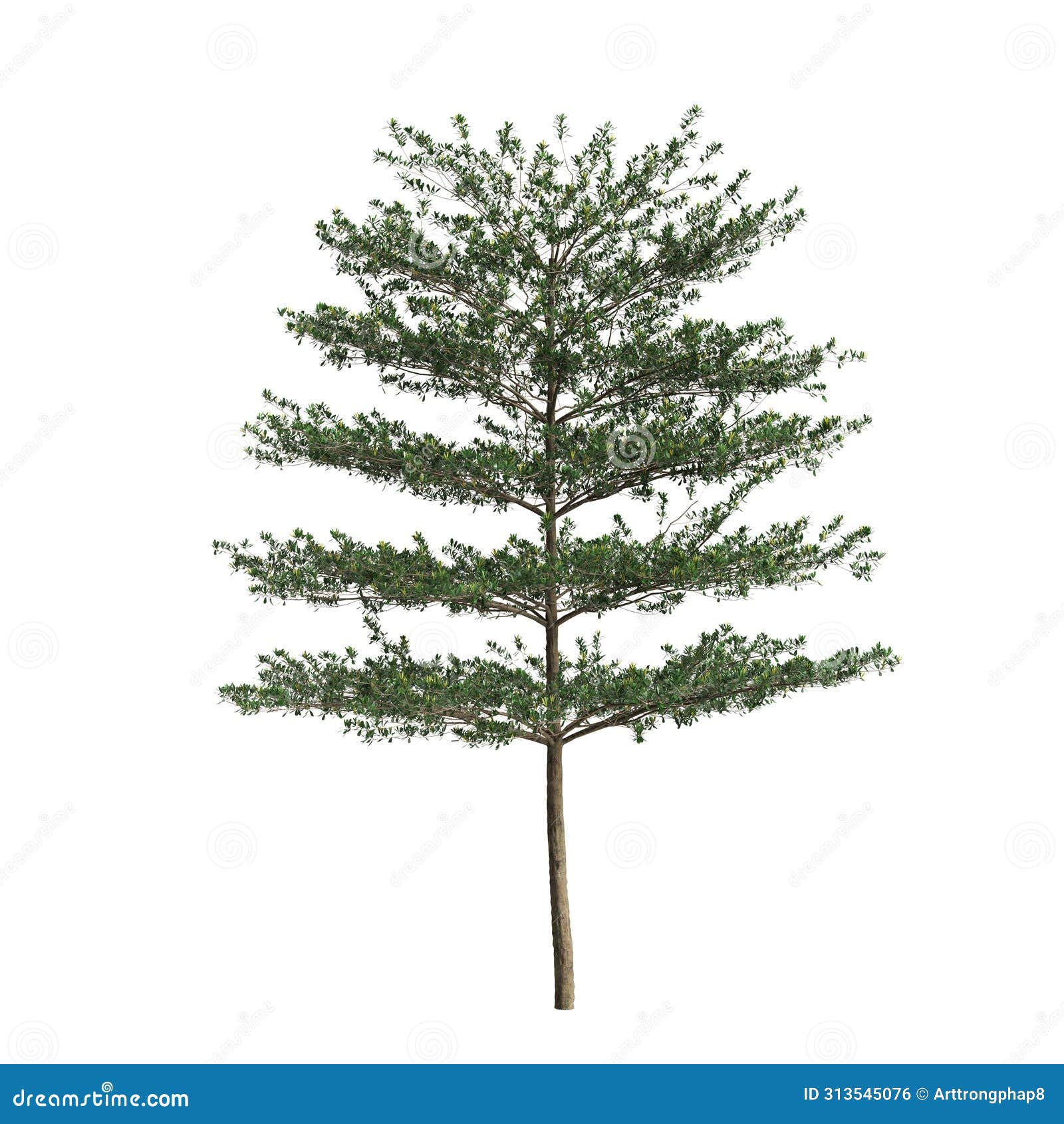 3d Illustration Of Terminalia Mantaly Tree Isolated On White Background ...