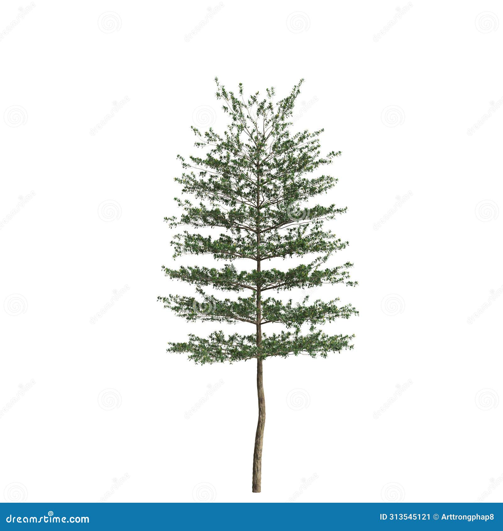 3d Illustration of Terminalia Mantaly Tree Isolated on White Background ...