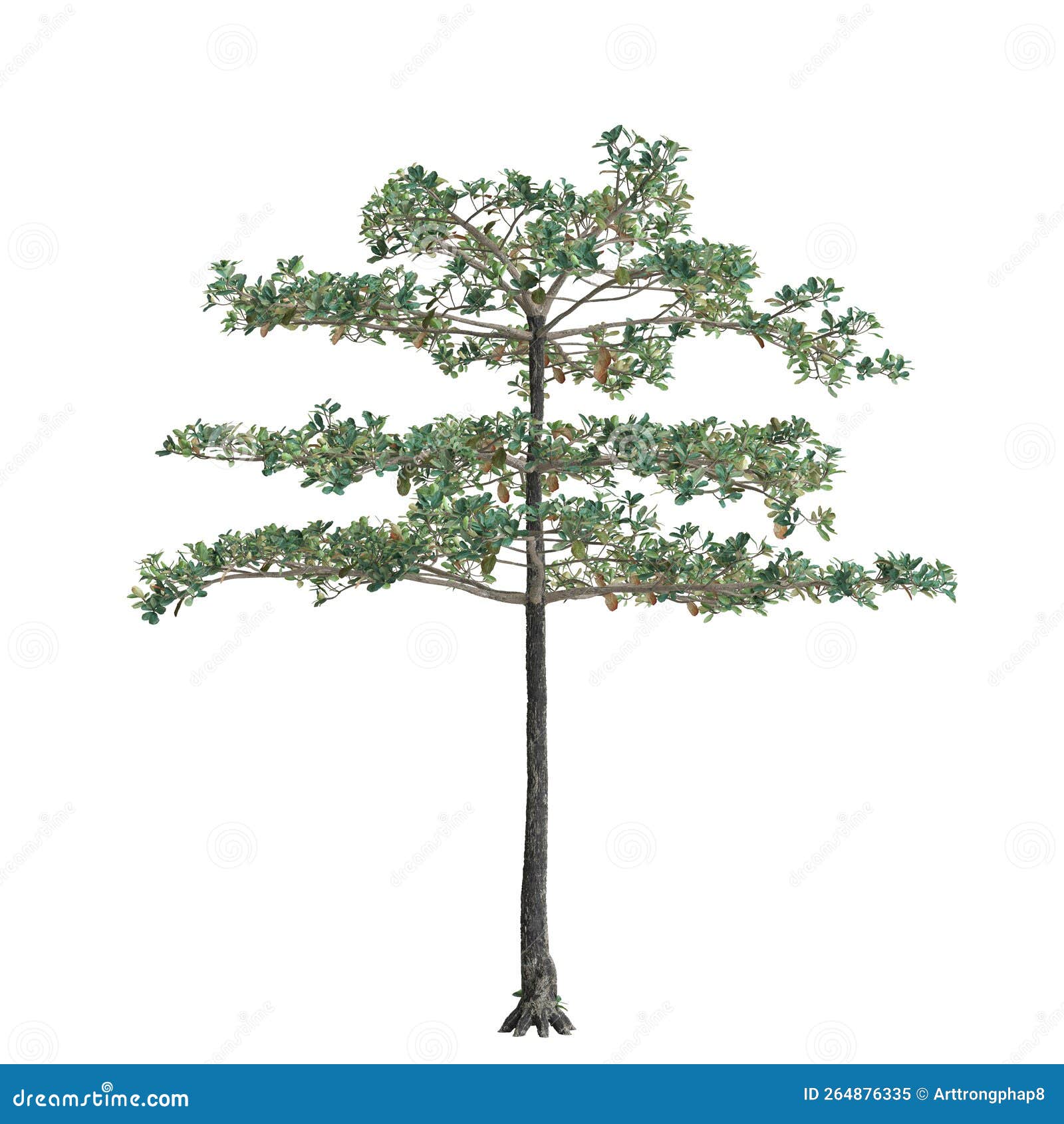 3d Illustration Of Terminalia Mantaly Tree Isolated On White Background ...