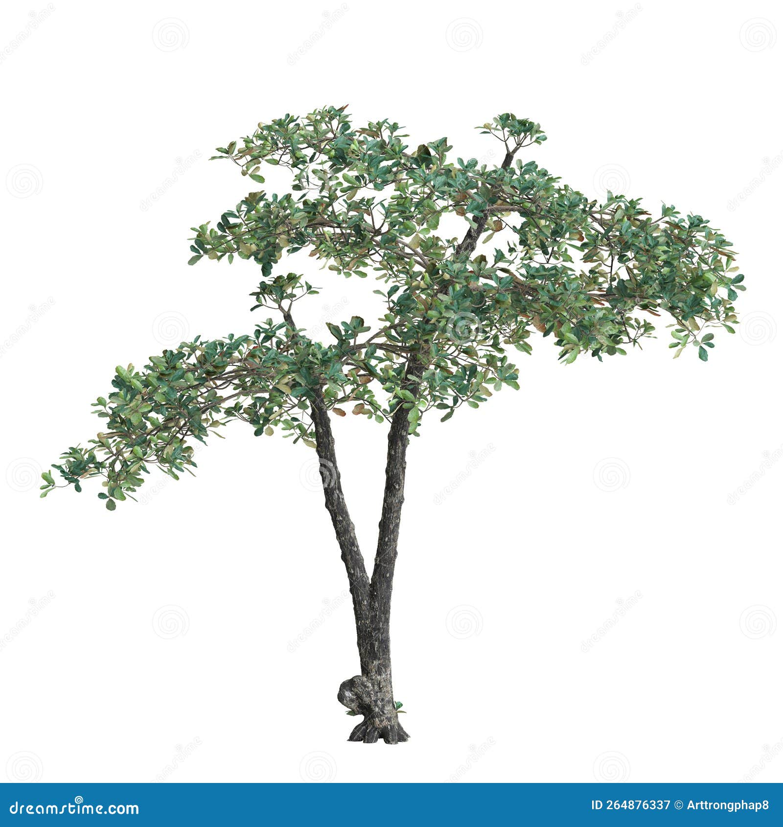 3d Illustration Of Set Terminalia Mantaly Tree Isolated On White ...