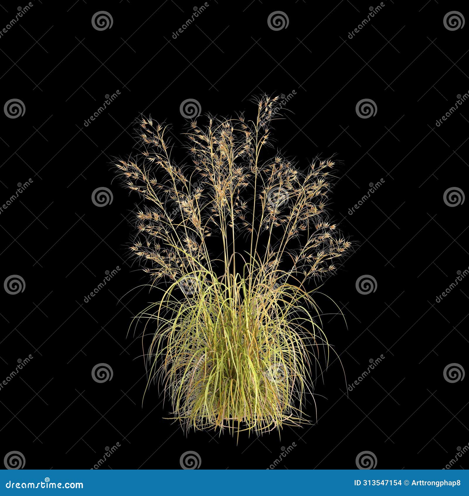 3d Illustration Of Set Themeda Triandra Bush Isolated On Black ...