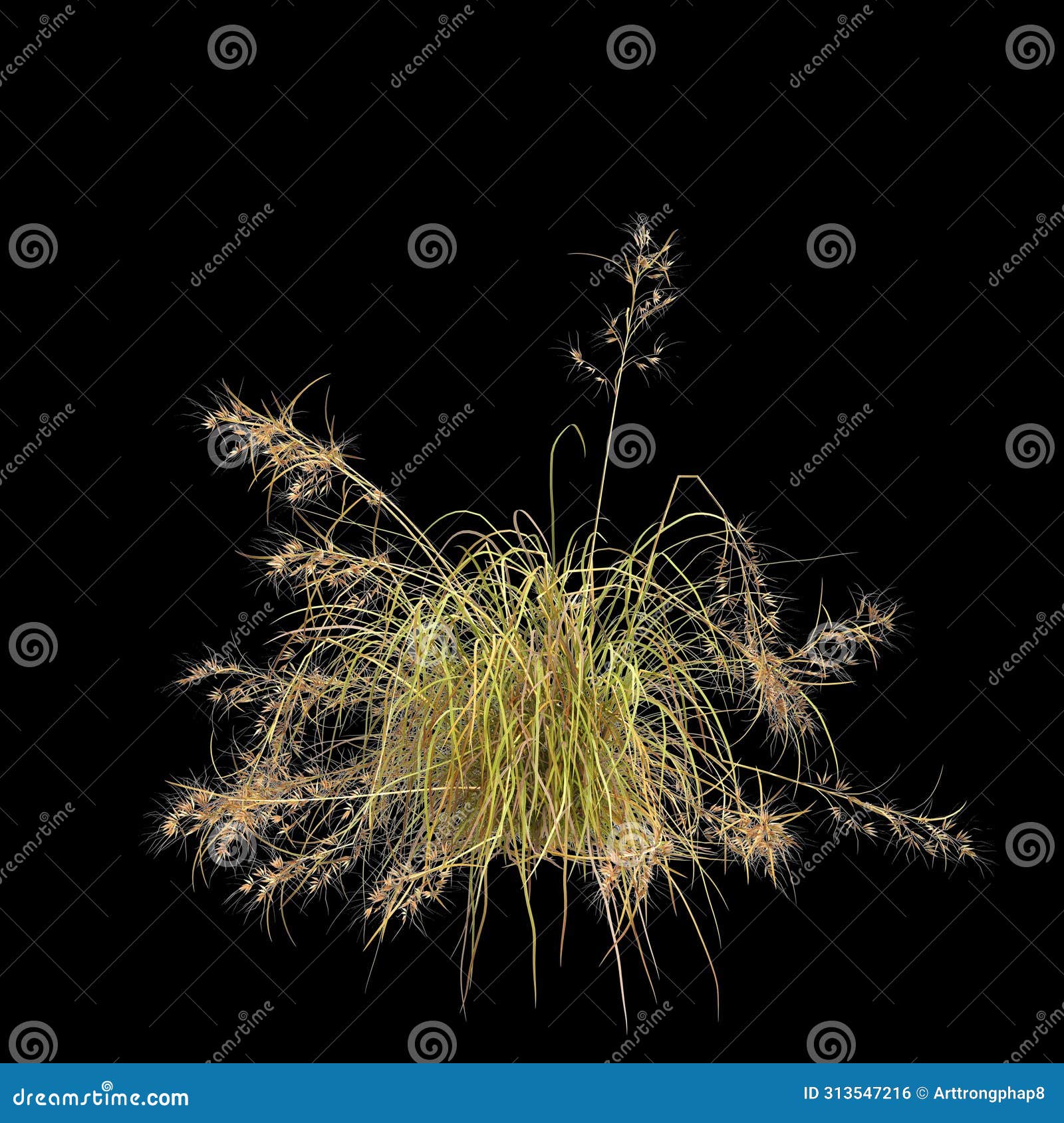 3d Illustration Of Themeda Triandra Bush Isolated On Black Background ...
