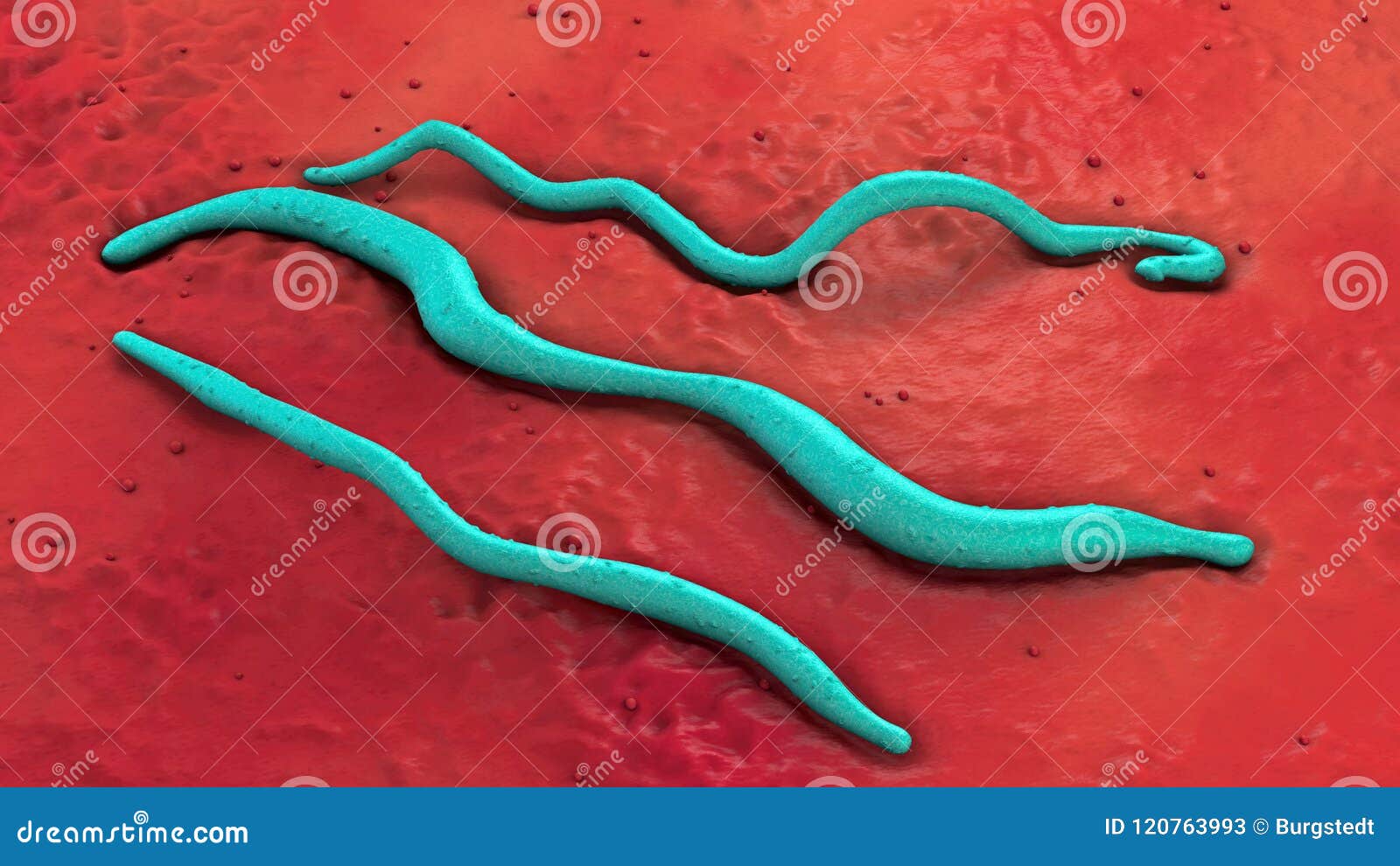 Three Blue Colored Lyme Disease Pathogens on Red Underground Stock ...