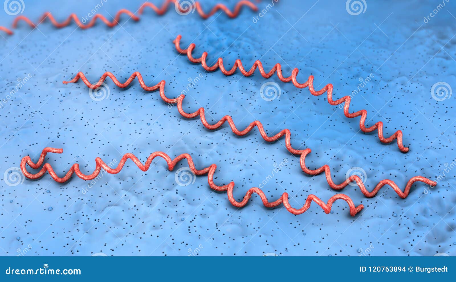 Three Red Colored Lyme Disease Pathogens on Blue Underground Stock ...