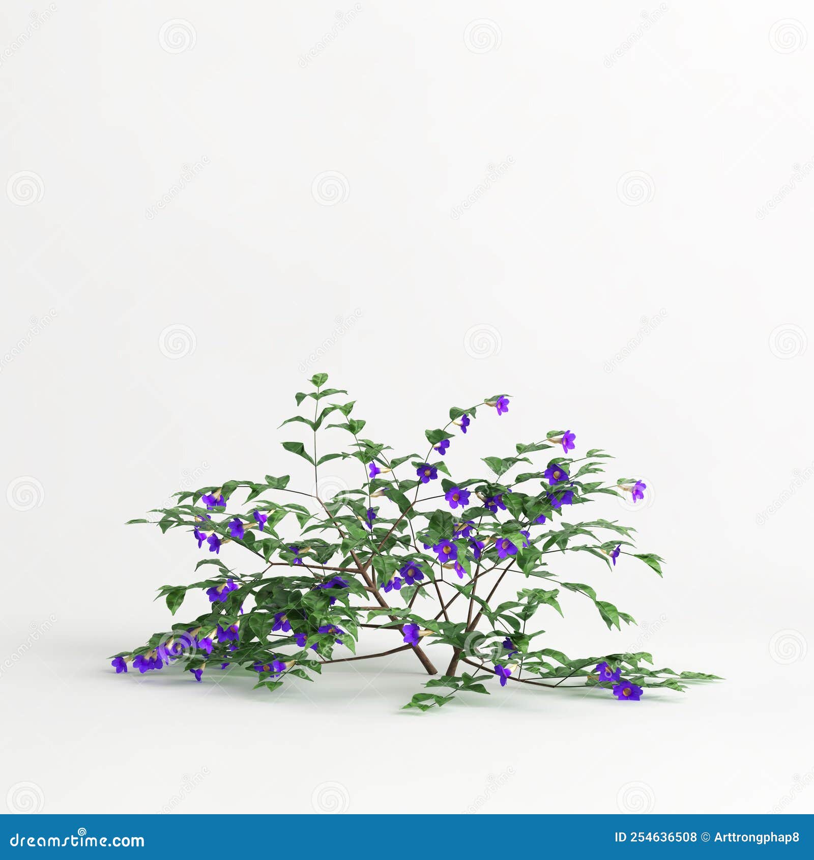3d Illustration of Thunbergia Erecta Isolated on White Background Stock ...