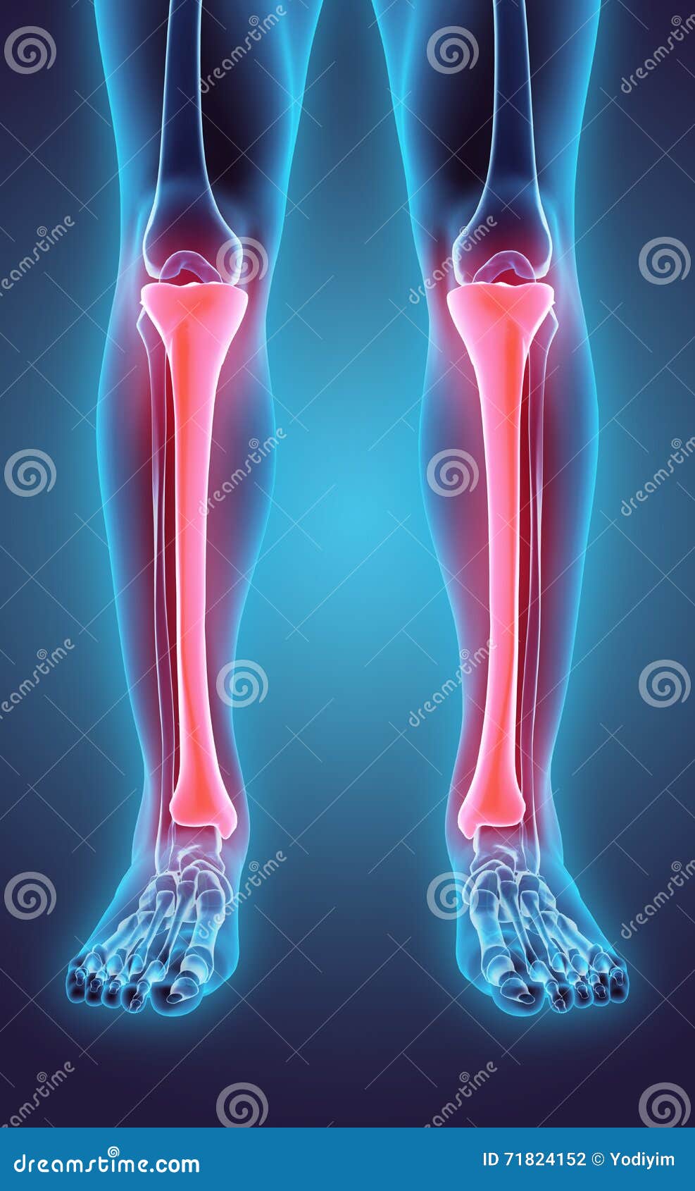 3D Illustration of Tibia, Medical Concept. Stock Illustration ...