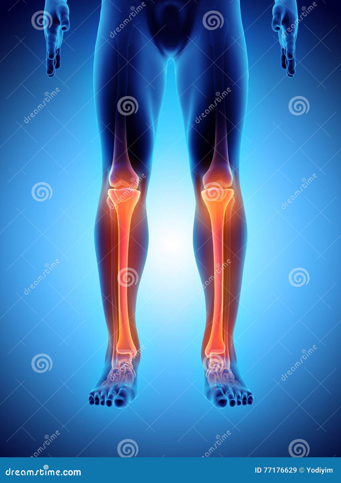3D Illustration Of Tibia - Part Of Human Skeleton. Stock Photo ...