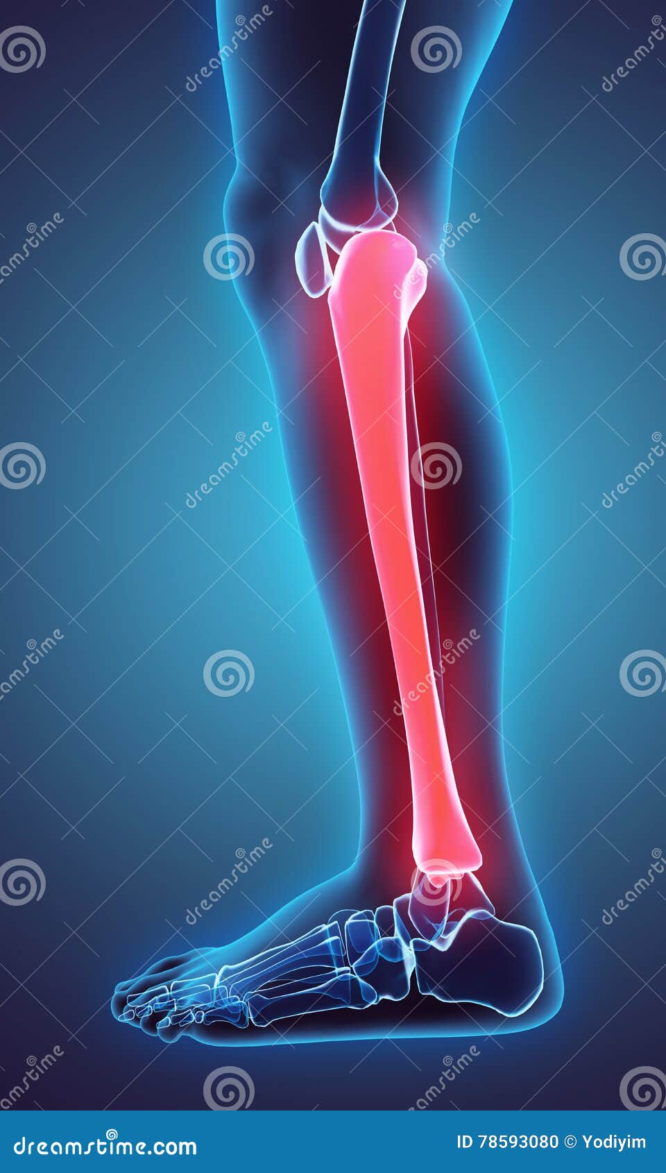 3D Illustration of Tibia, Medical Concept. Stock Illustration ...