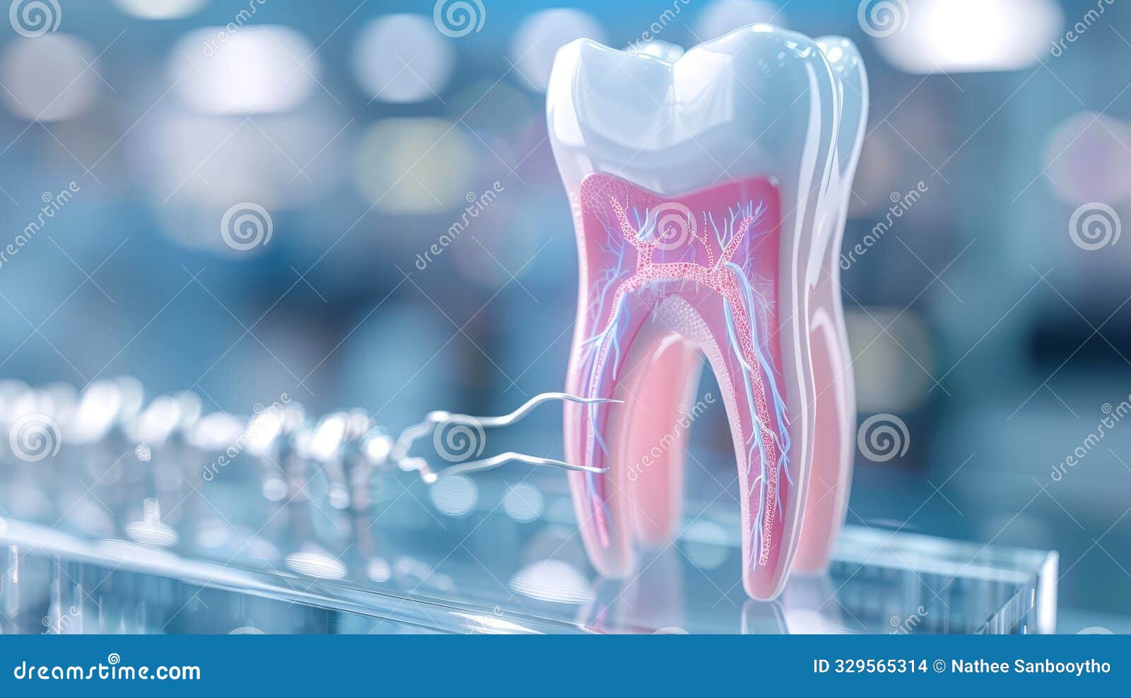 3D Illustration of Tooth Anatomy with Nerves Stock Illustration ...
