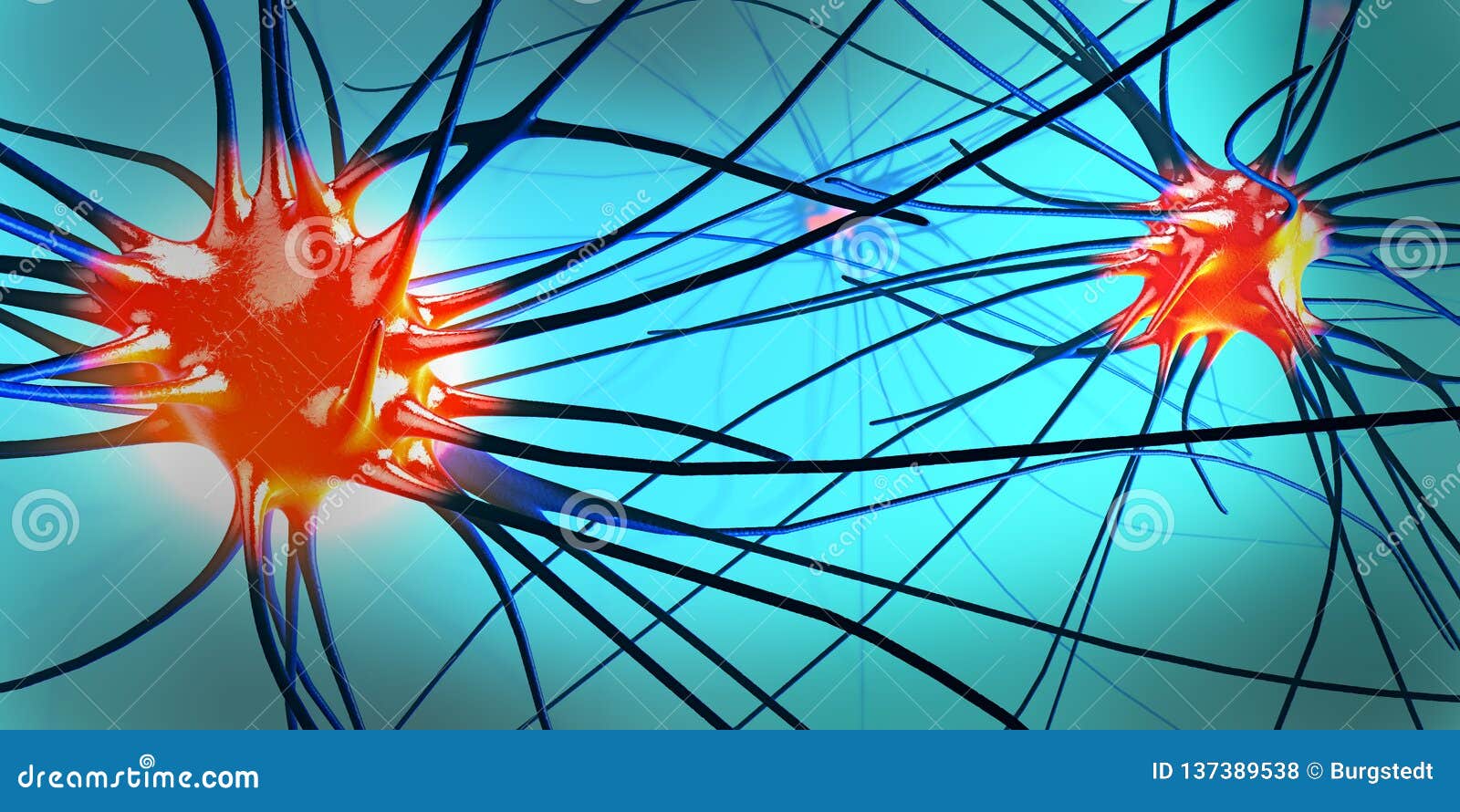 Transmitting Synapse,neuron or Nerve Cell Stock Illustration ...