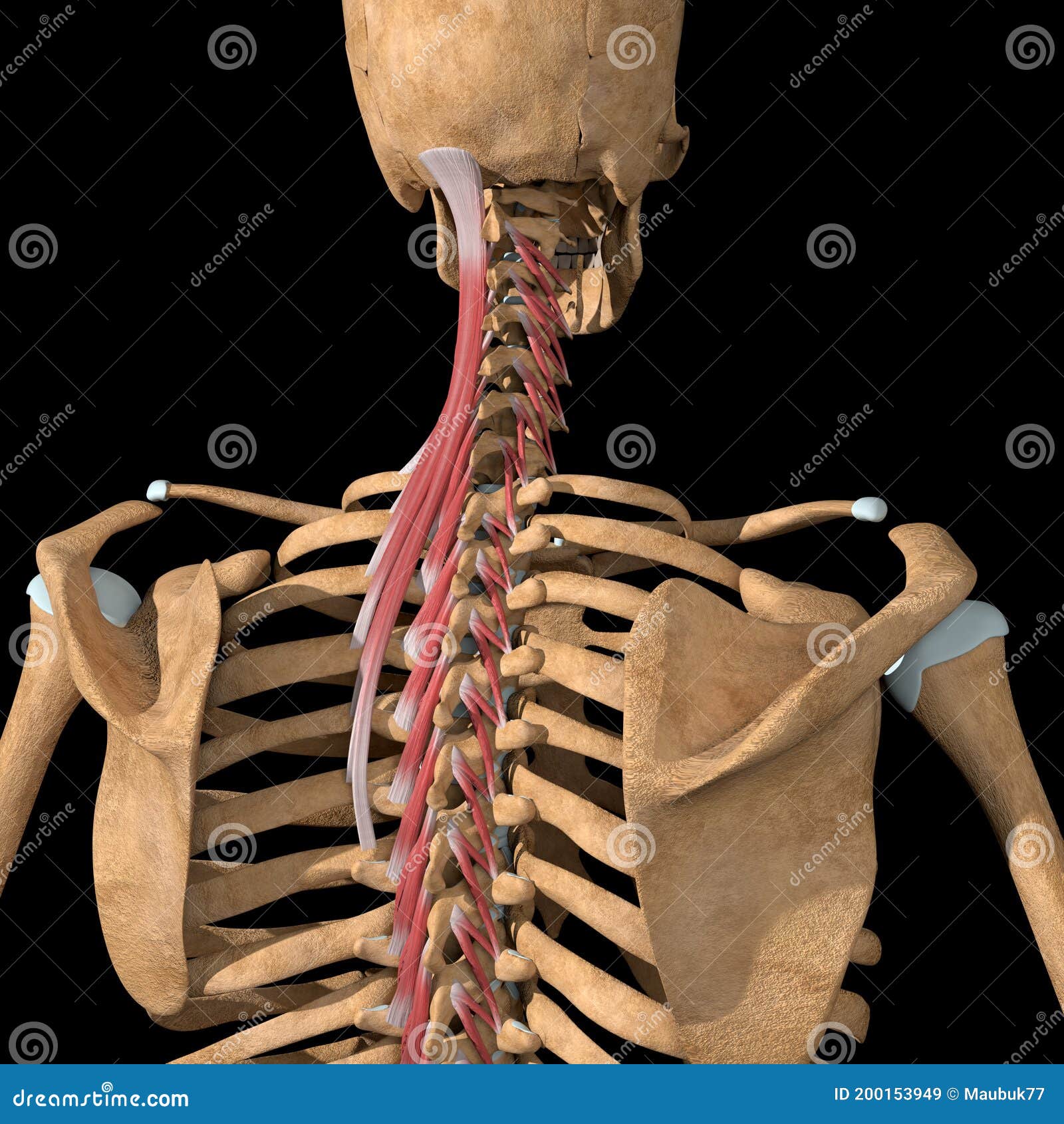 Transversospinalis Muscles
