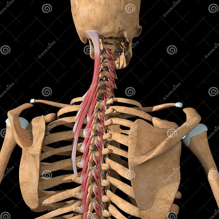 3d Illustration of the Transversospinalis Muscles Group Partial View ...