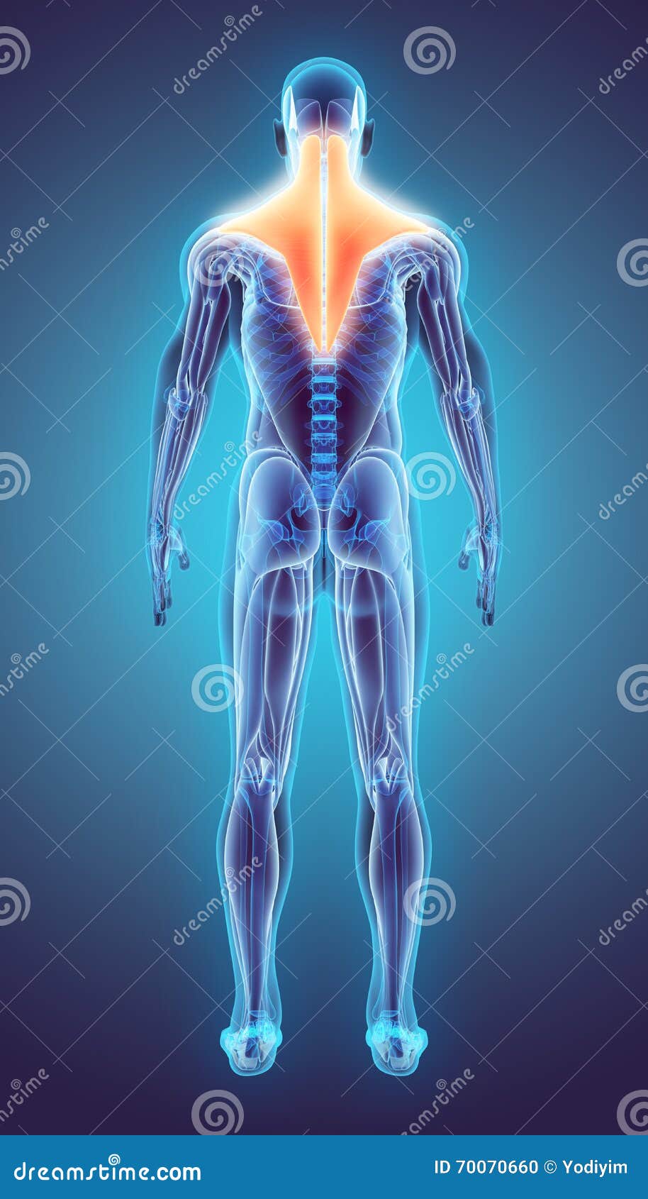 Trapezius - Anatomy Muscles Stock Photography | CartoonDealer.com #32284112