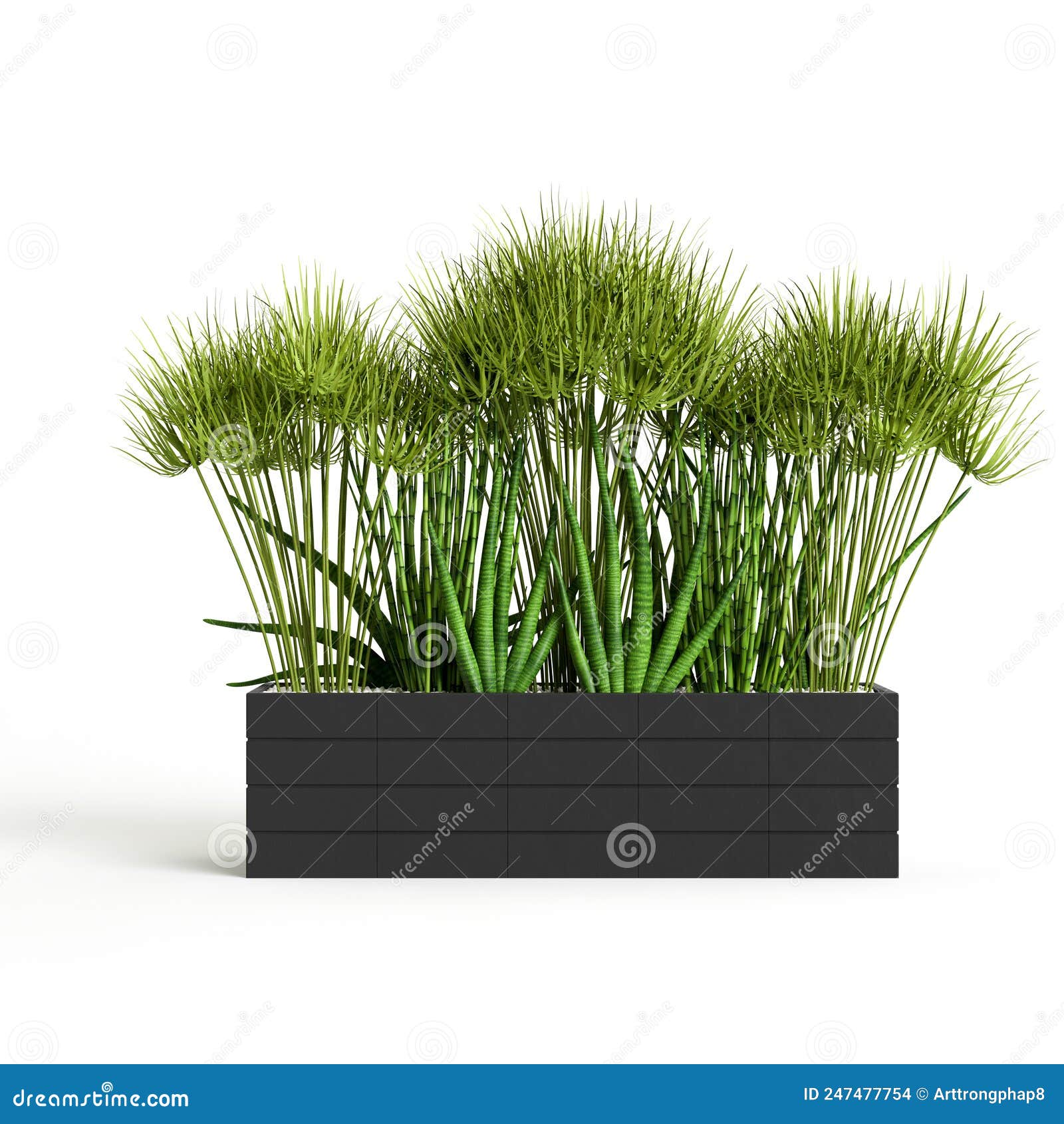 3d Illustration of a Tree Black Pot Isolated on White Background Stock ...