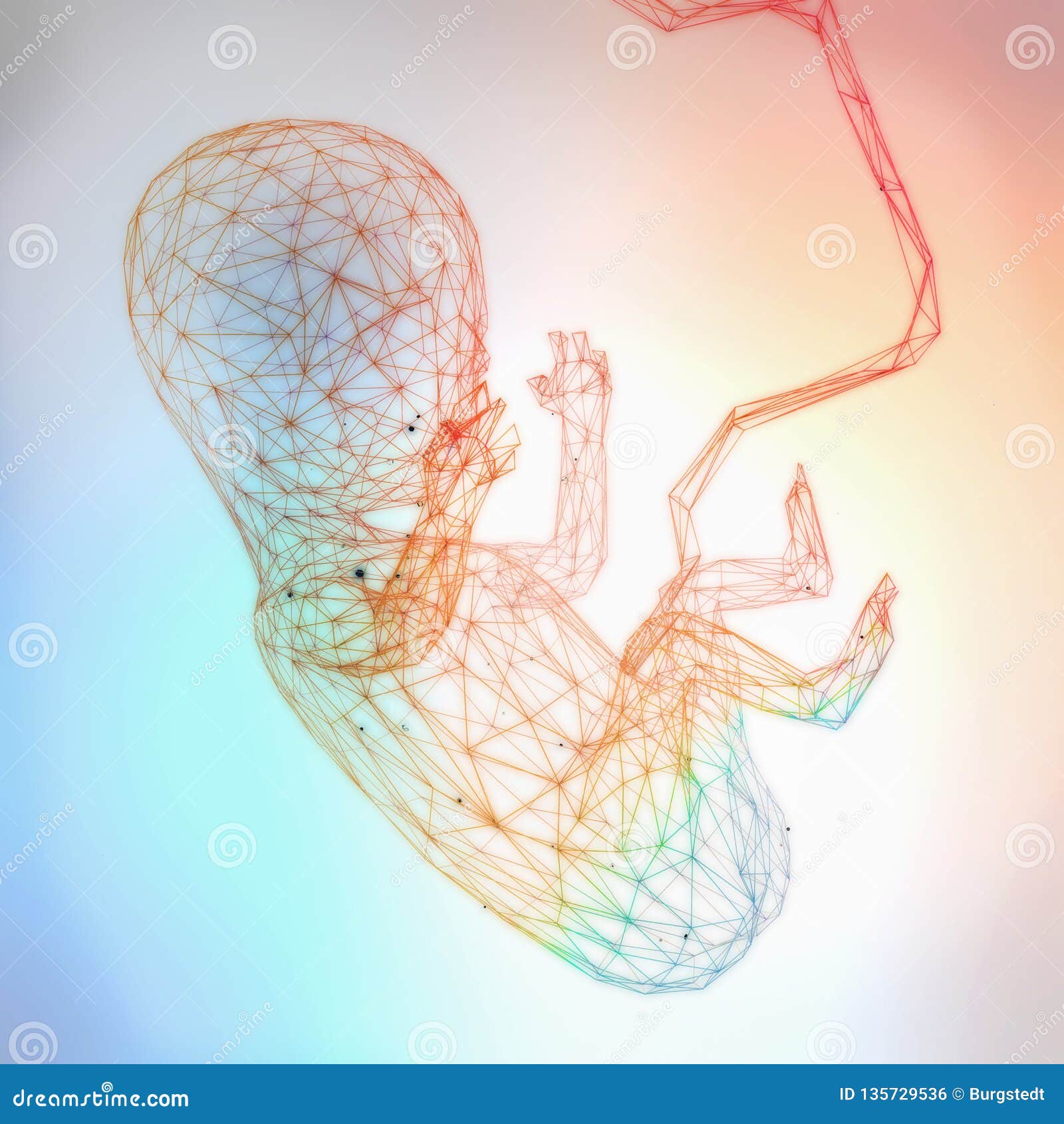 Embryo in Low Polygon Style Consisting of Lines and Strokes on Colored ...